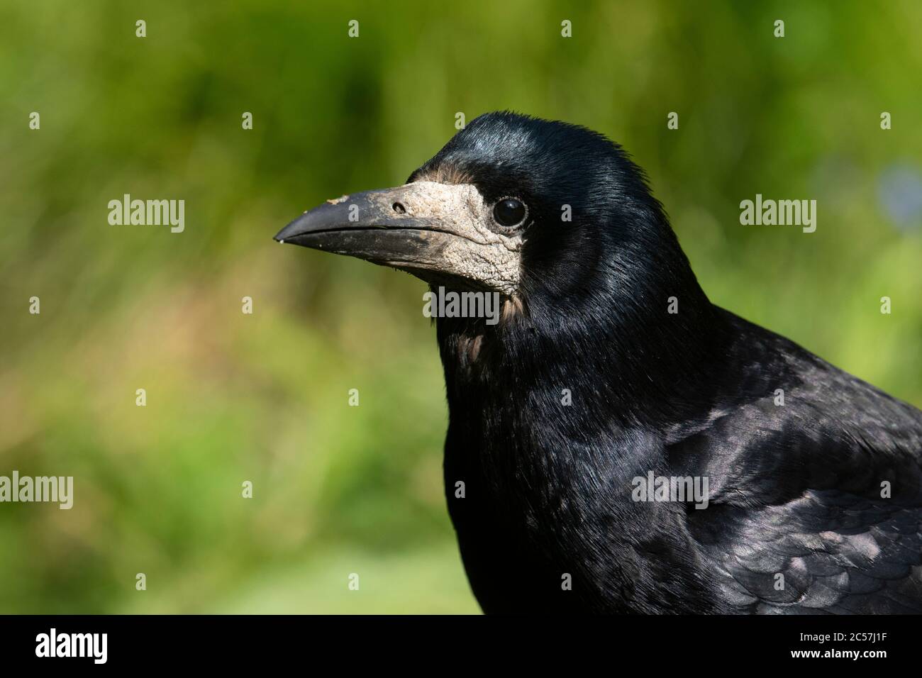 Rook bird hi-res stock photography and images - Alamy