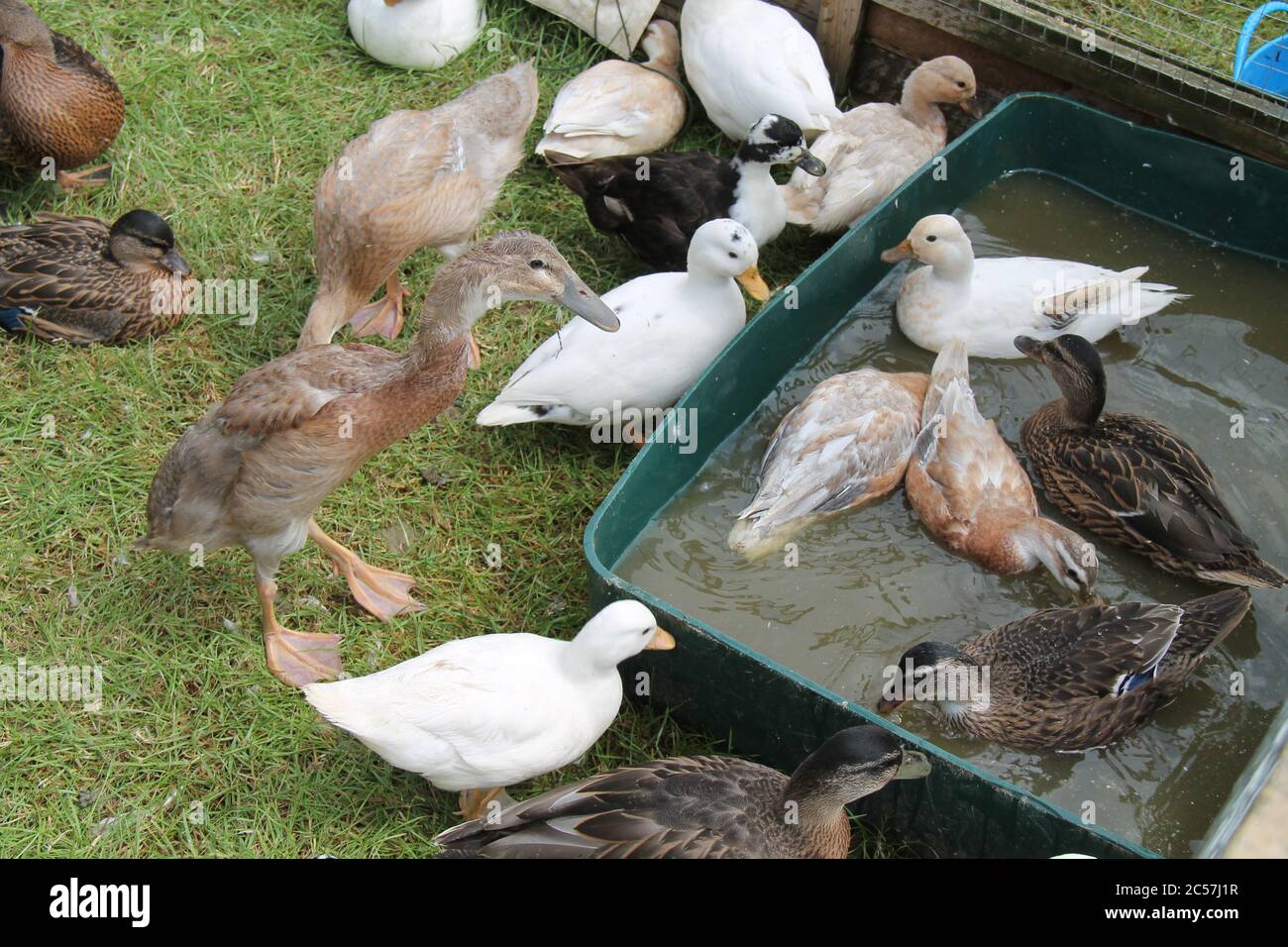 A Mixed Collection of Ducks in a Small Farmyard Setting Stock Photo - Alamy