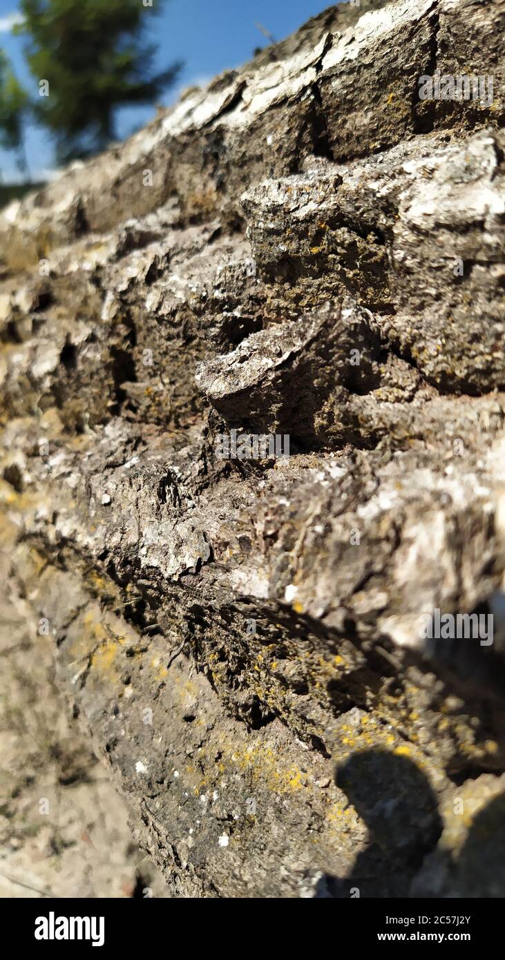 Closeup vertical shot of a tree trunk surface Stock Photo - Alamy