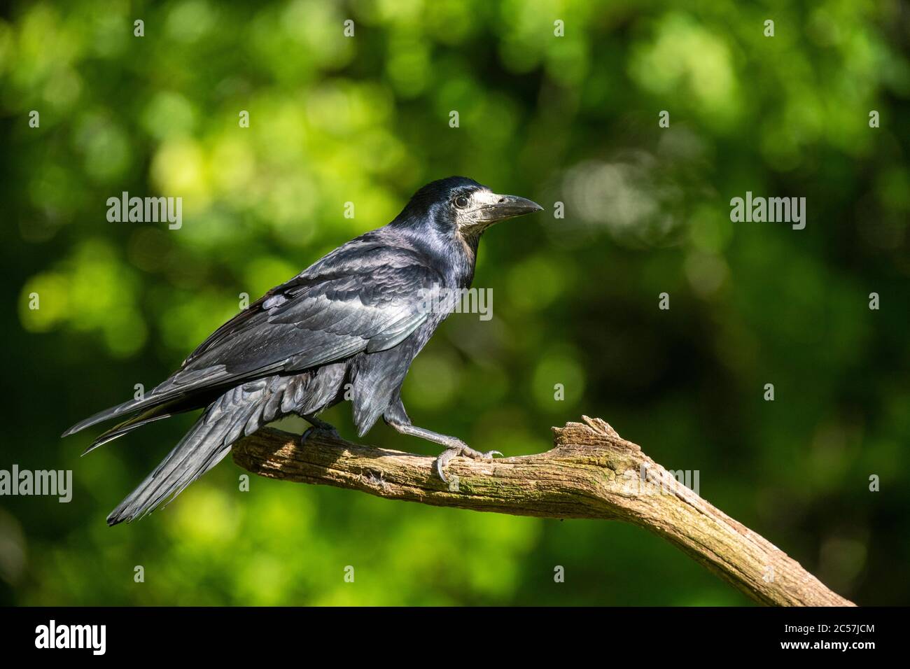 BIRD Rook, adult bird, sitting on a branch, summer, surrey, UK Stock ...