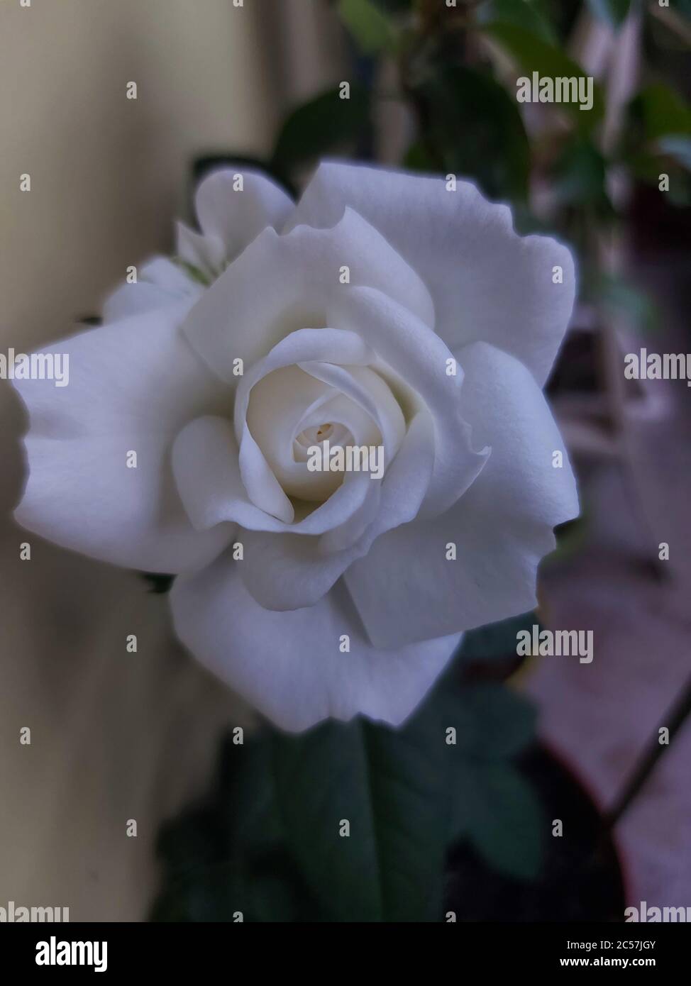 Rose upclose hi-res stock photography and images - Alamy