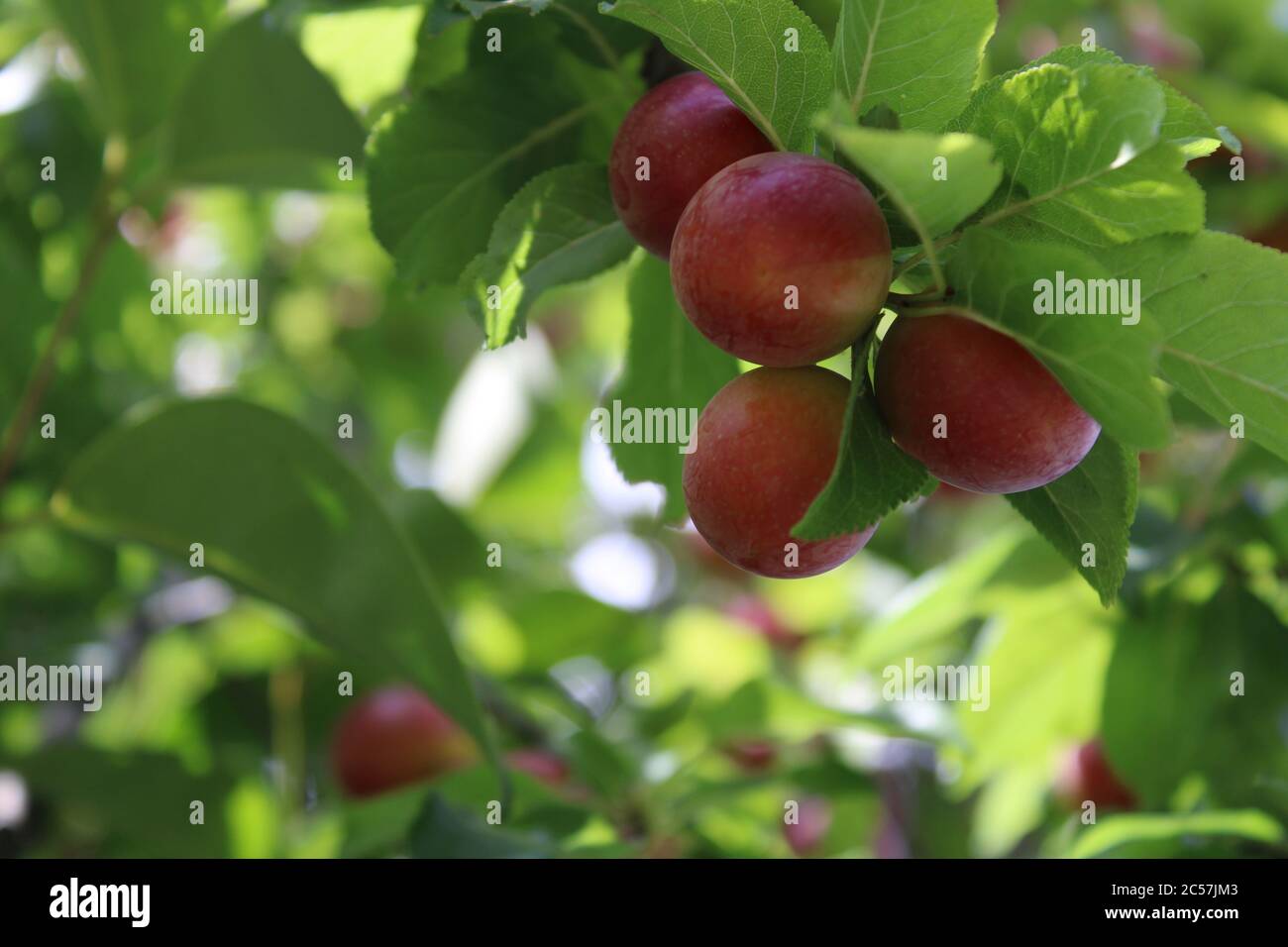 immature Common plum(Prunus domestica) fruit on plum tree Stock Photo ...