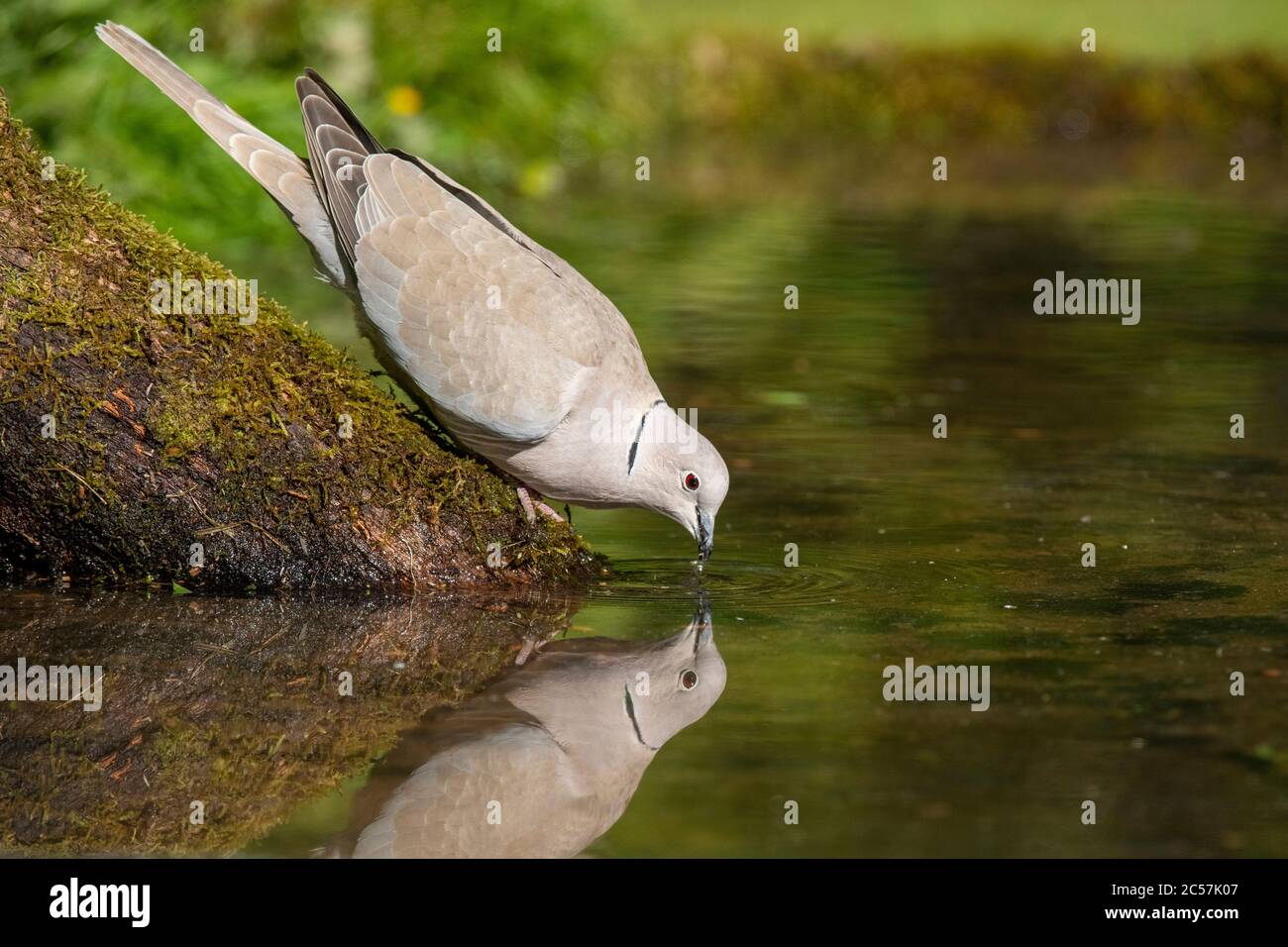 BIRD. Collared Dove, adult ,drinking form pool with reflection, summer ...