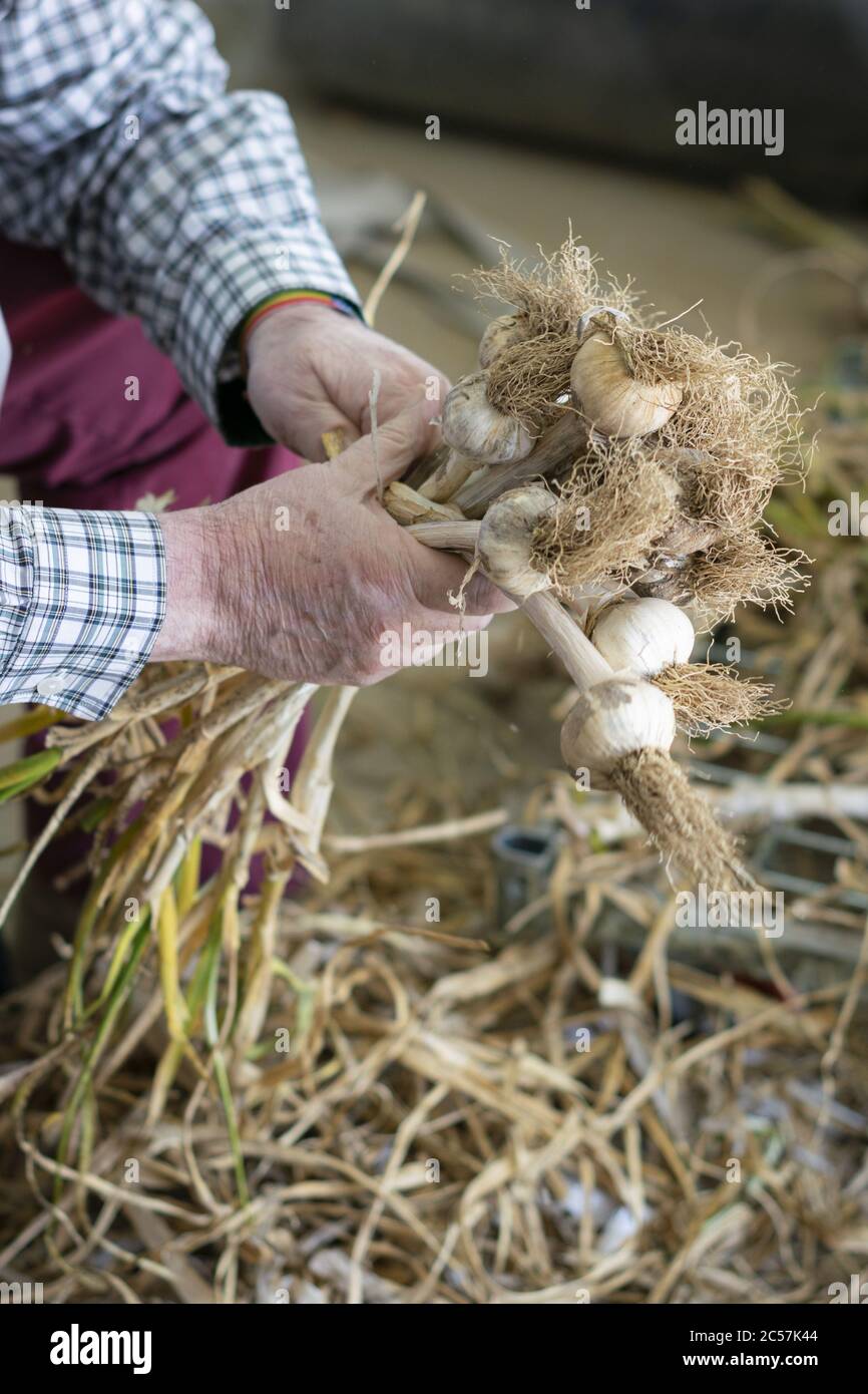 Vertical closeup shot of an old man tying freshly harvested garlic ...