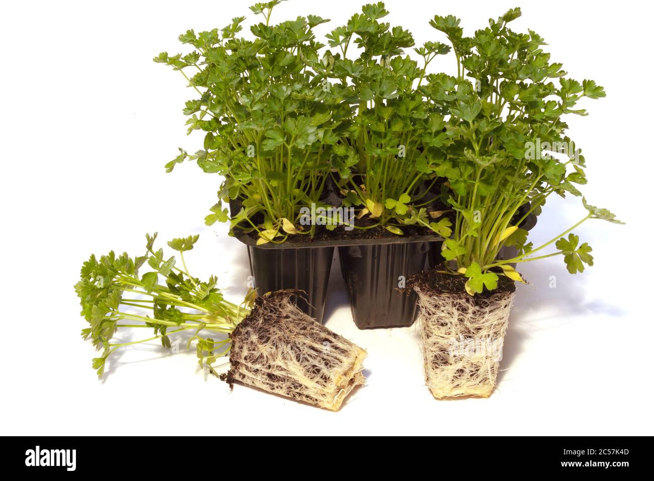 Closeup shot of parsley seedlings with roots isolated on a white ...