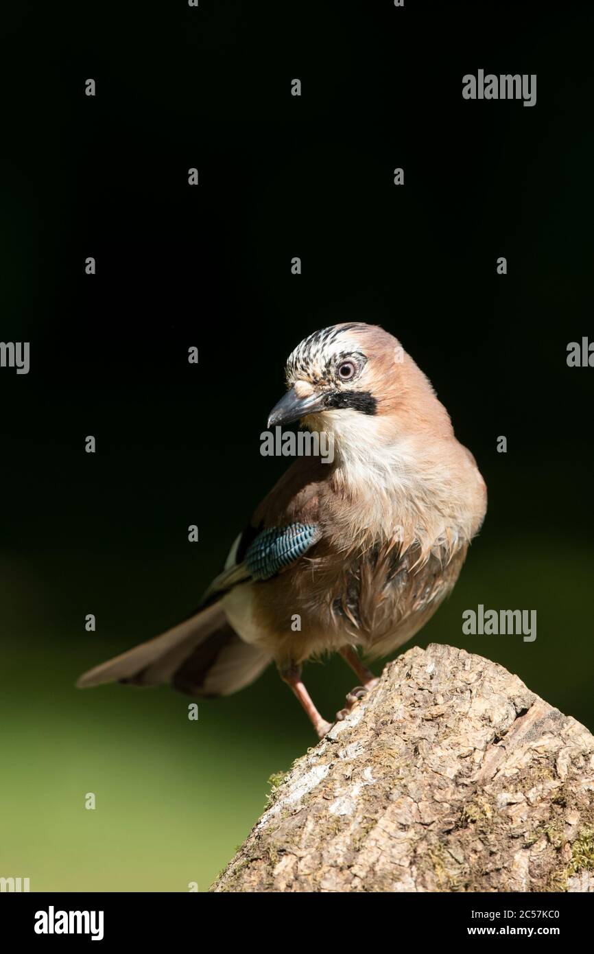 Jay bird uk garden hi-res stock photography and images - Alamy
