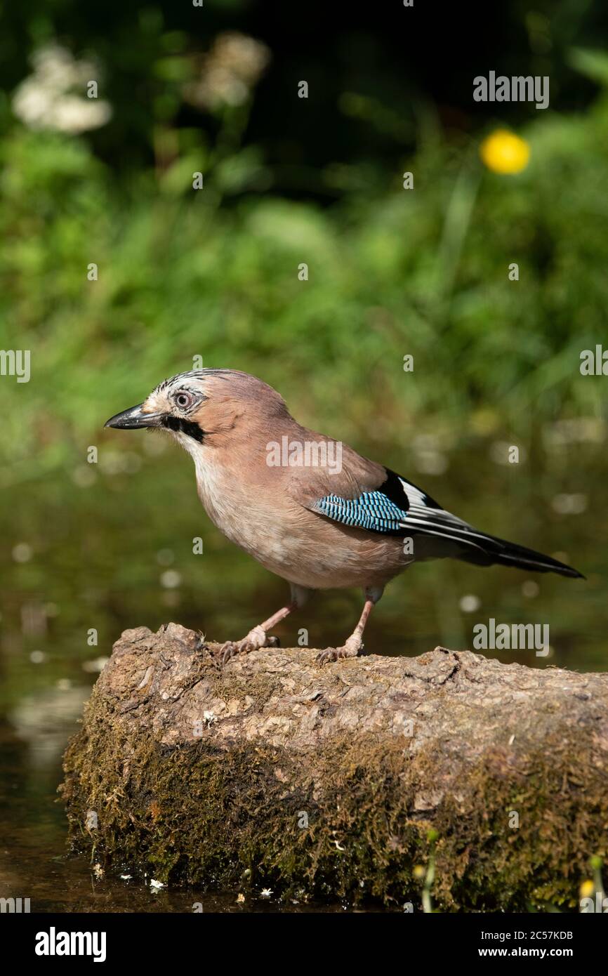 Jay bird uk hi-res stock photography and images - Alamy