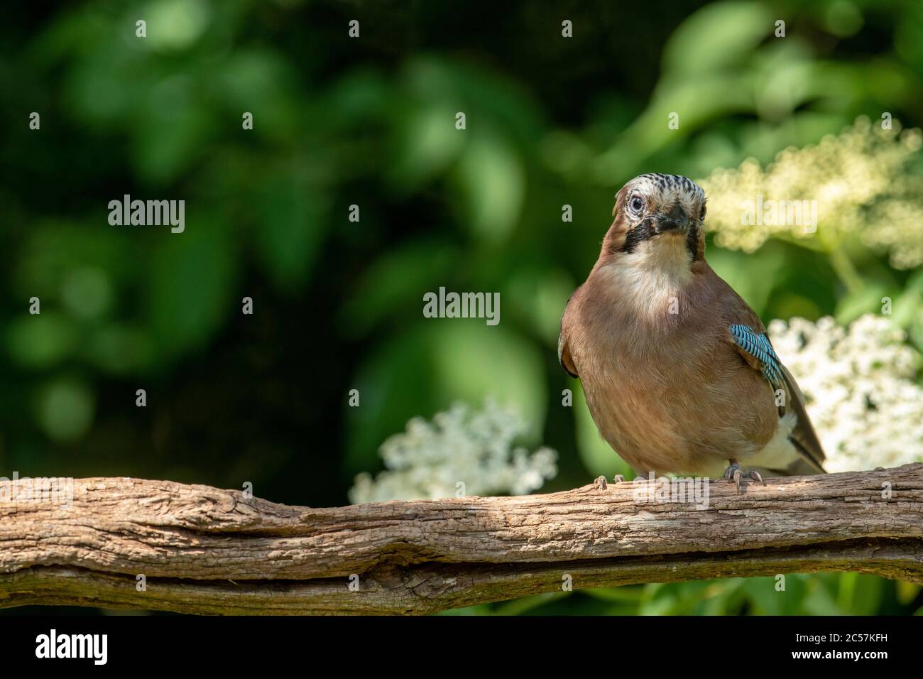 Jay bird uk garden hi-res stock photography and images - Alamy