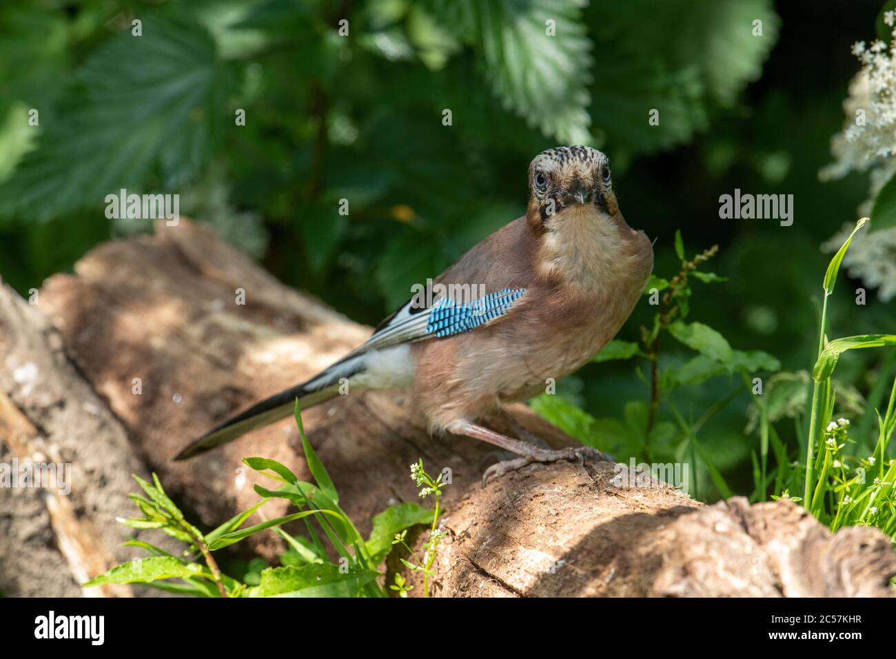 Jay, adult, foraging on the ground, spring ,surrey uk Stock Photo - Alamy
