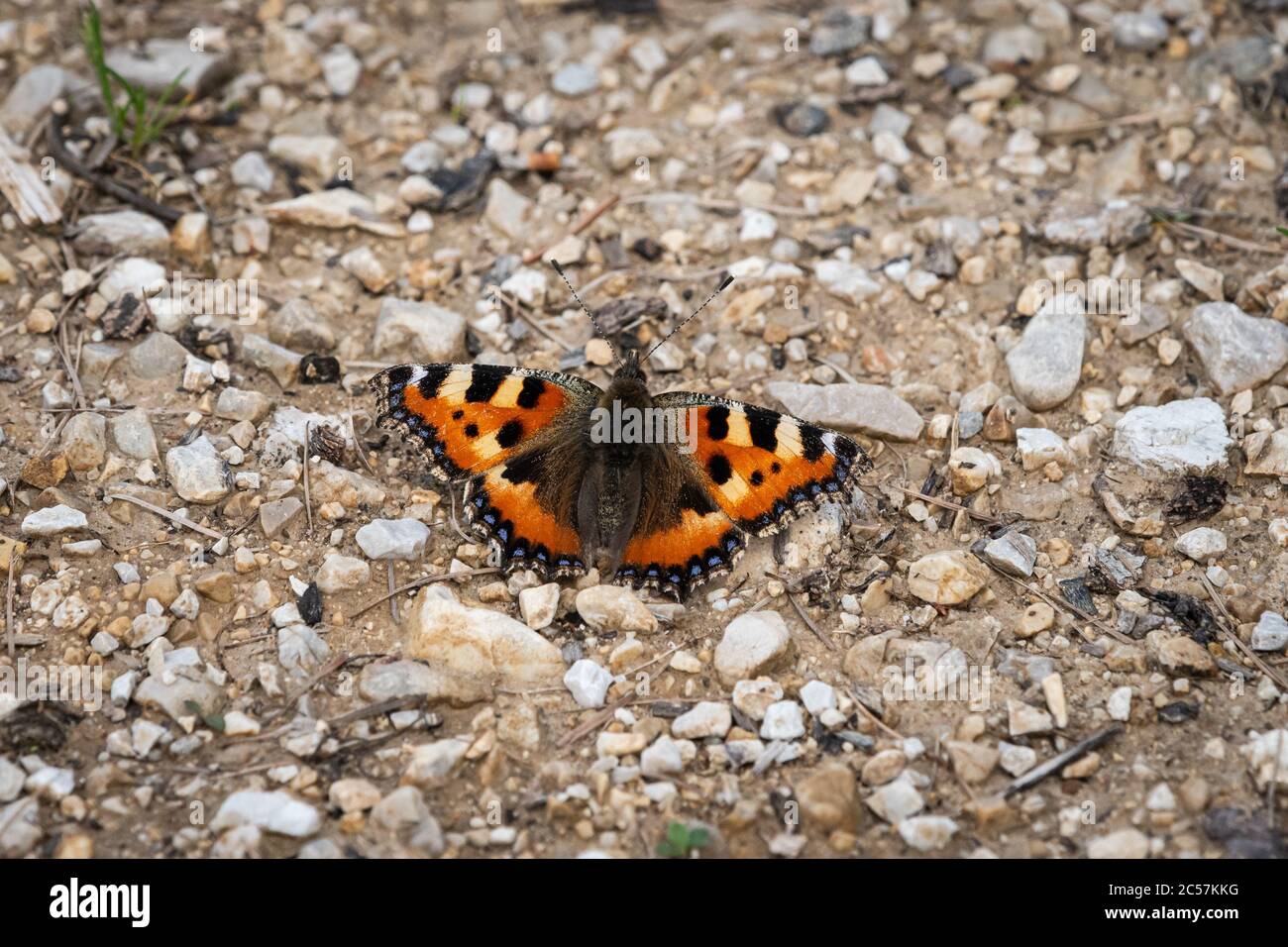 A small tortoiseshell butterfly (Aglais urticae) resting in the sun on ...