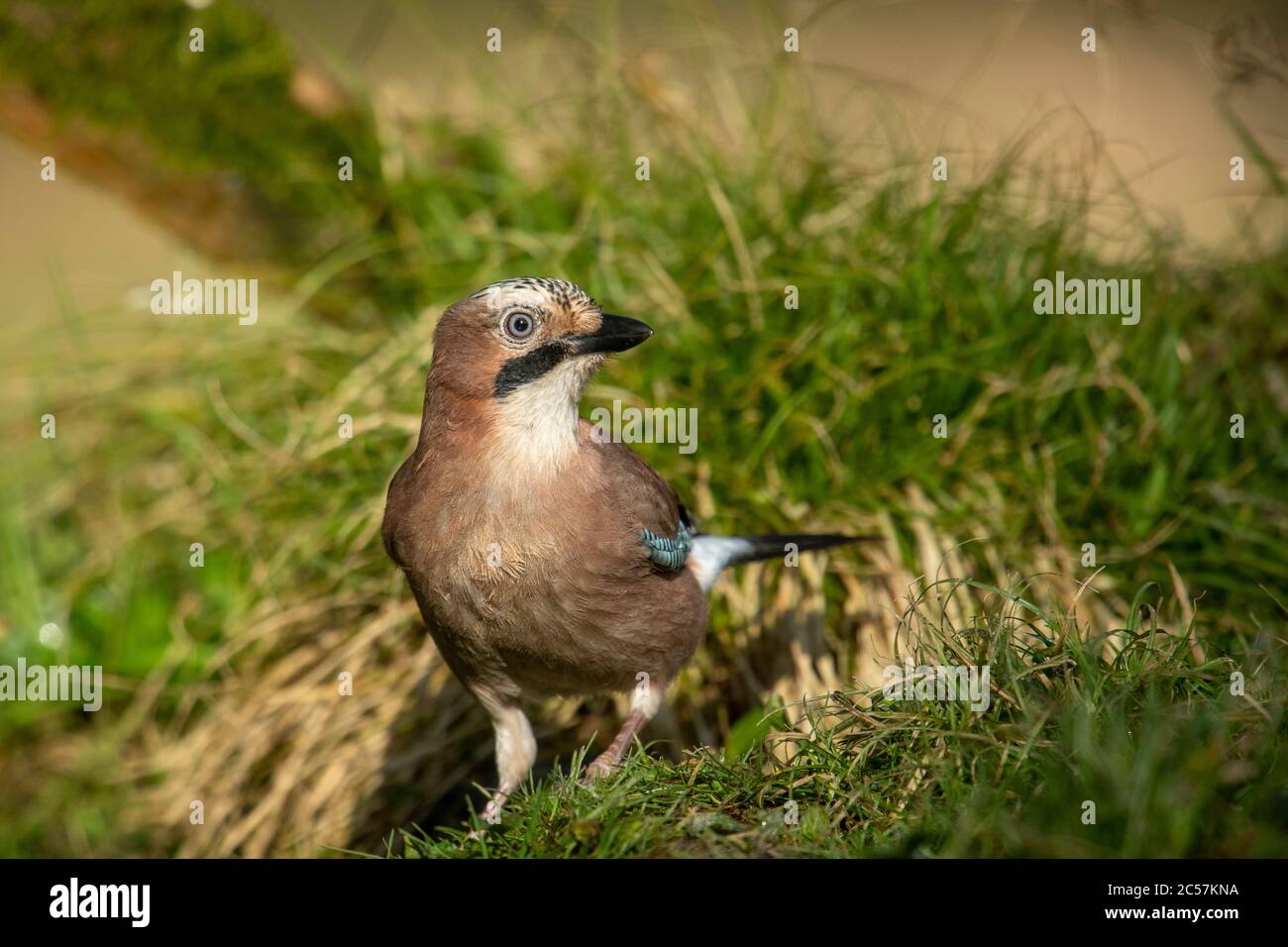 Jay bird uk garden hi-res stock photography and images - Alamy