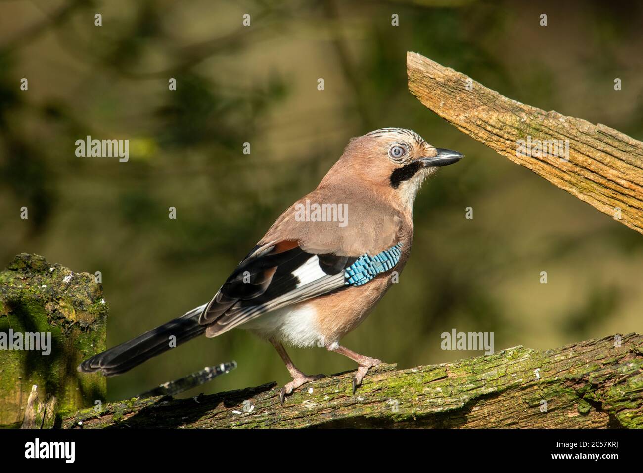 Sitting on a gate hi-res stock photography and images - Alamy