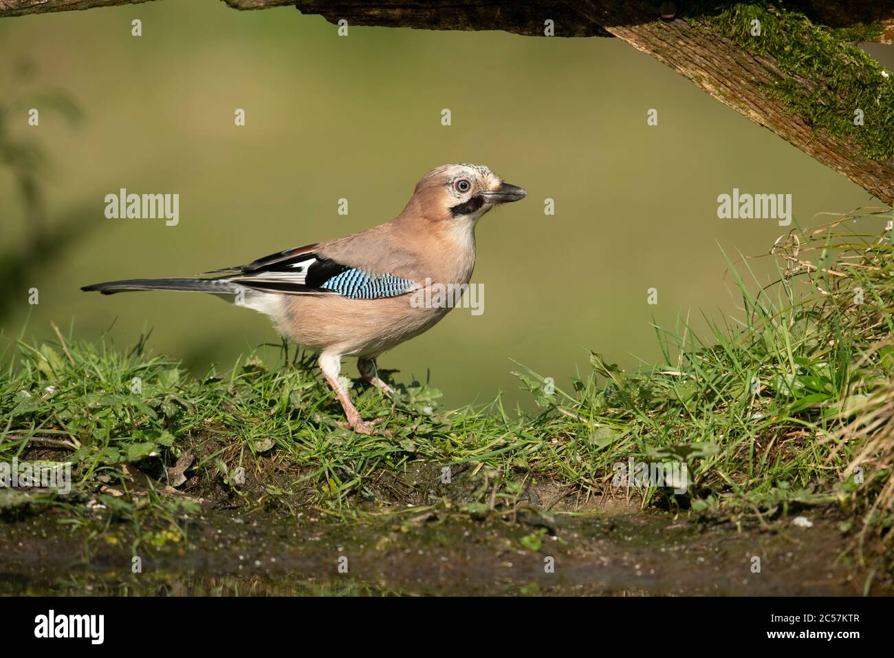 Jay, adult, foraging on the ground, spring ,surrey uk Stock Photo - Alamy