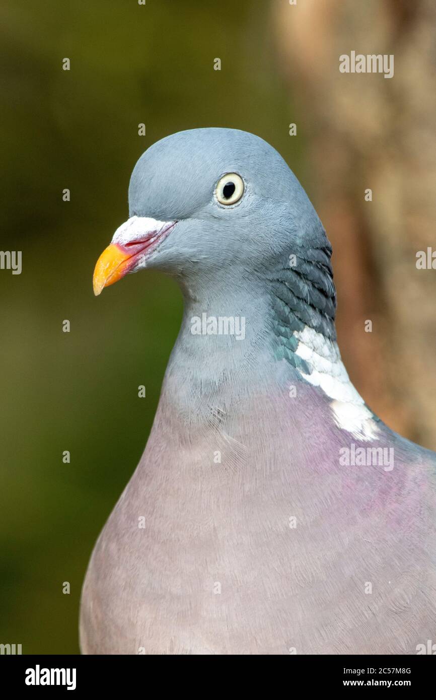 Adult wood pigeon hi-res stock photography and images - Alamy