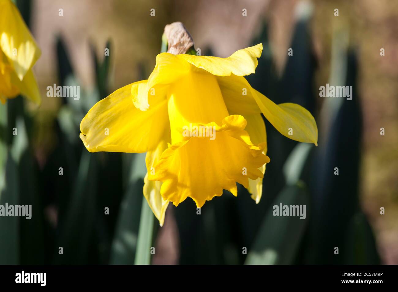 Daffodil (narcissus) 'Early Sensation' which flowers early in January ...