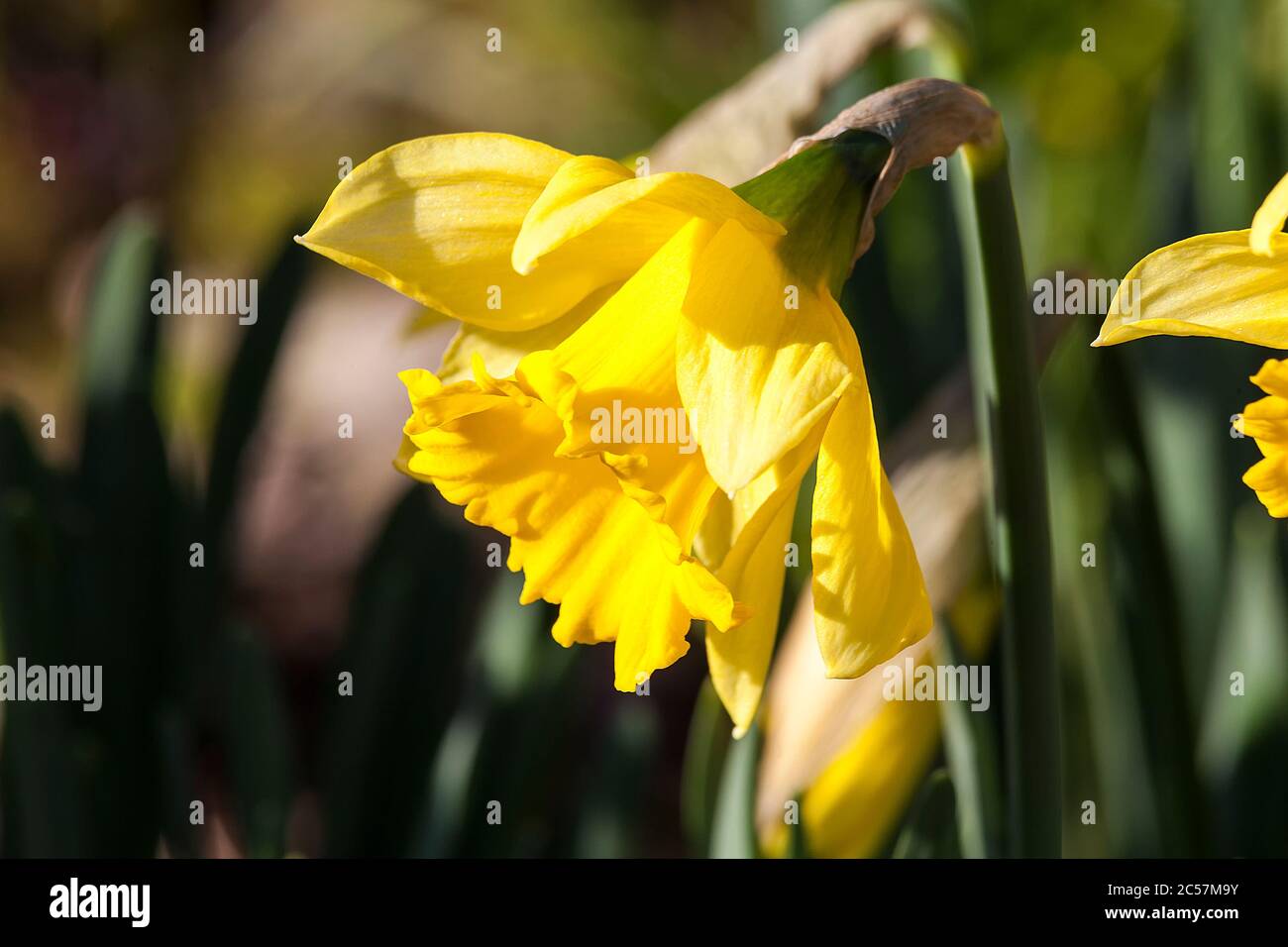 Daffodil (narcissus) 'Early Sensation' which flowers early in January ...