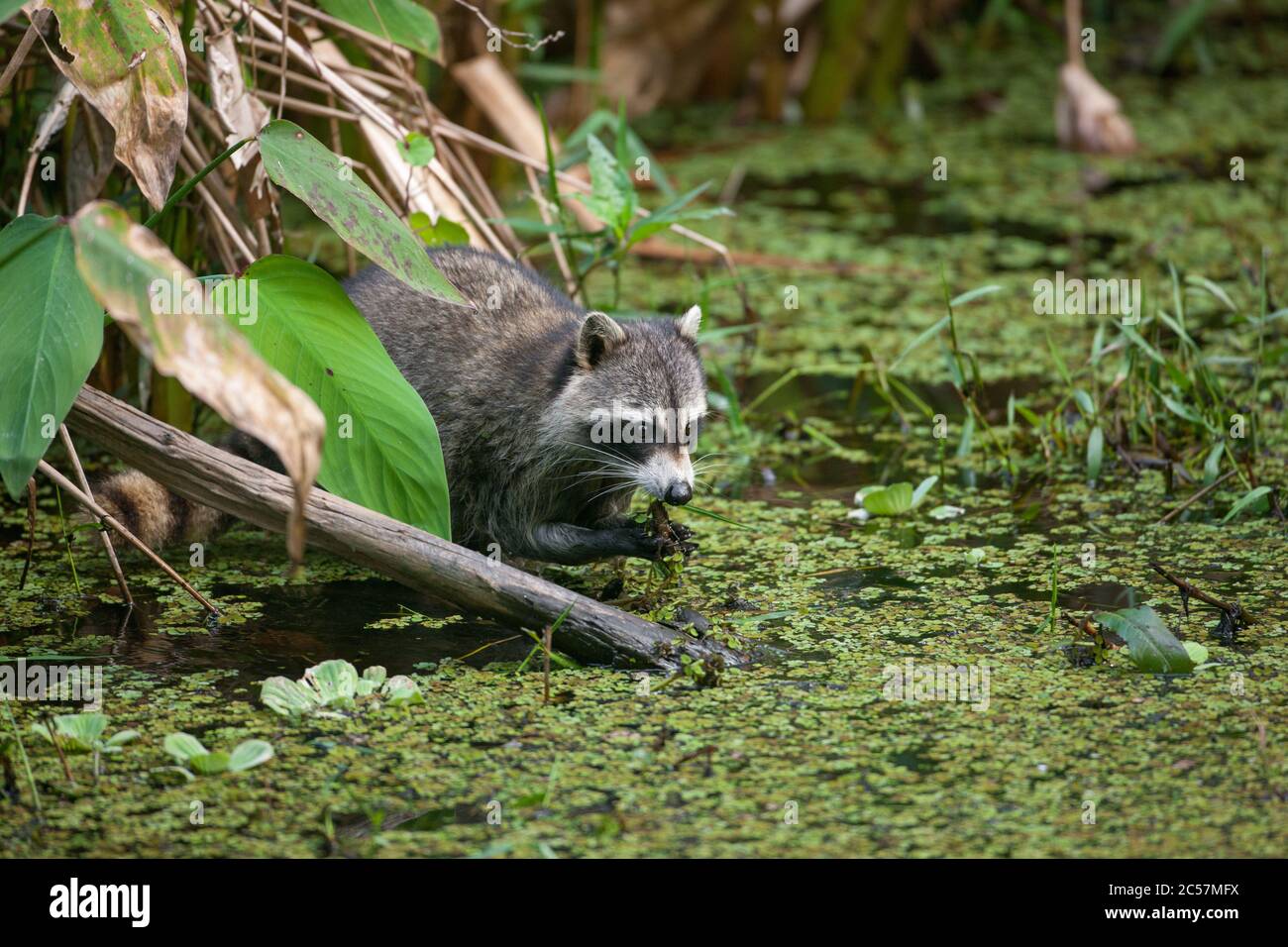 A wild racoon forages for food in the swamps of big cypress national ...