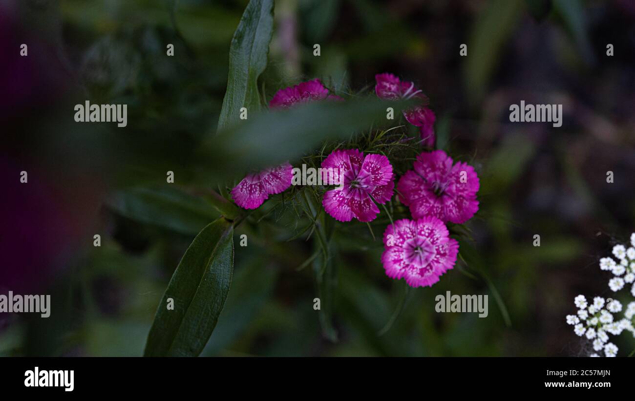 Beautiful sweet william flowers hi-res stock photography and images - Alamy