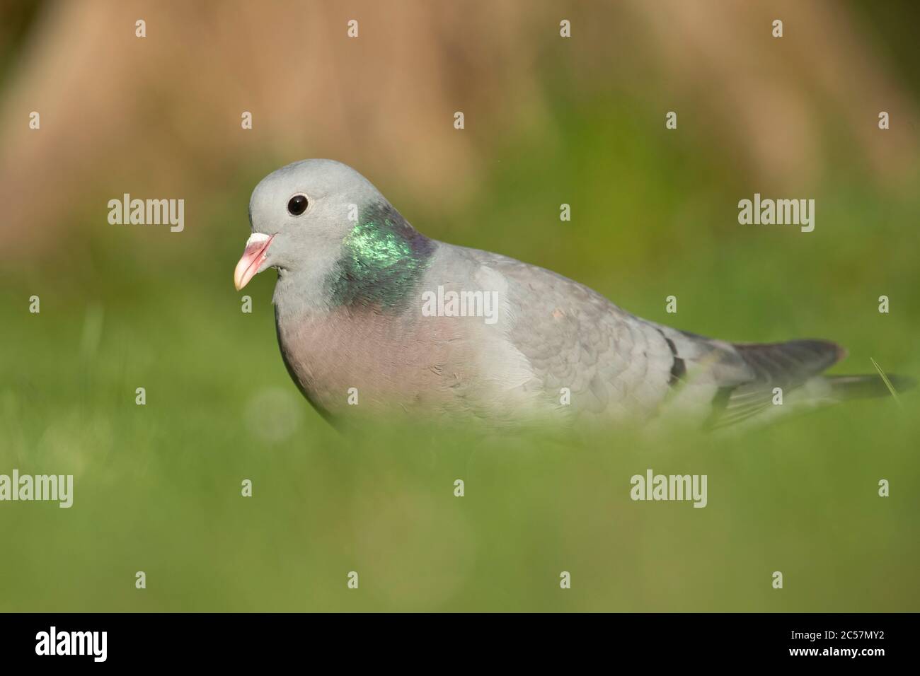 Stock dove uk hi-res stock photography and images - Alamy