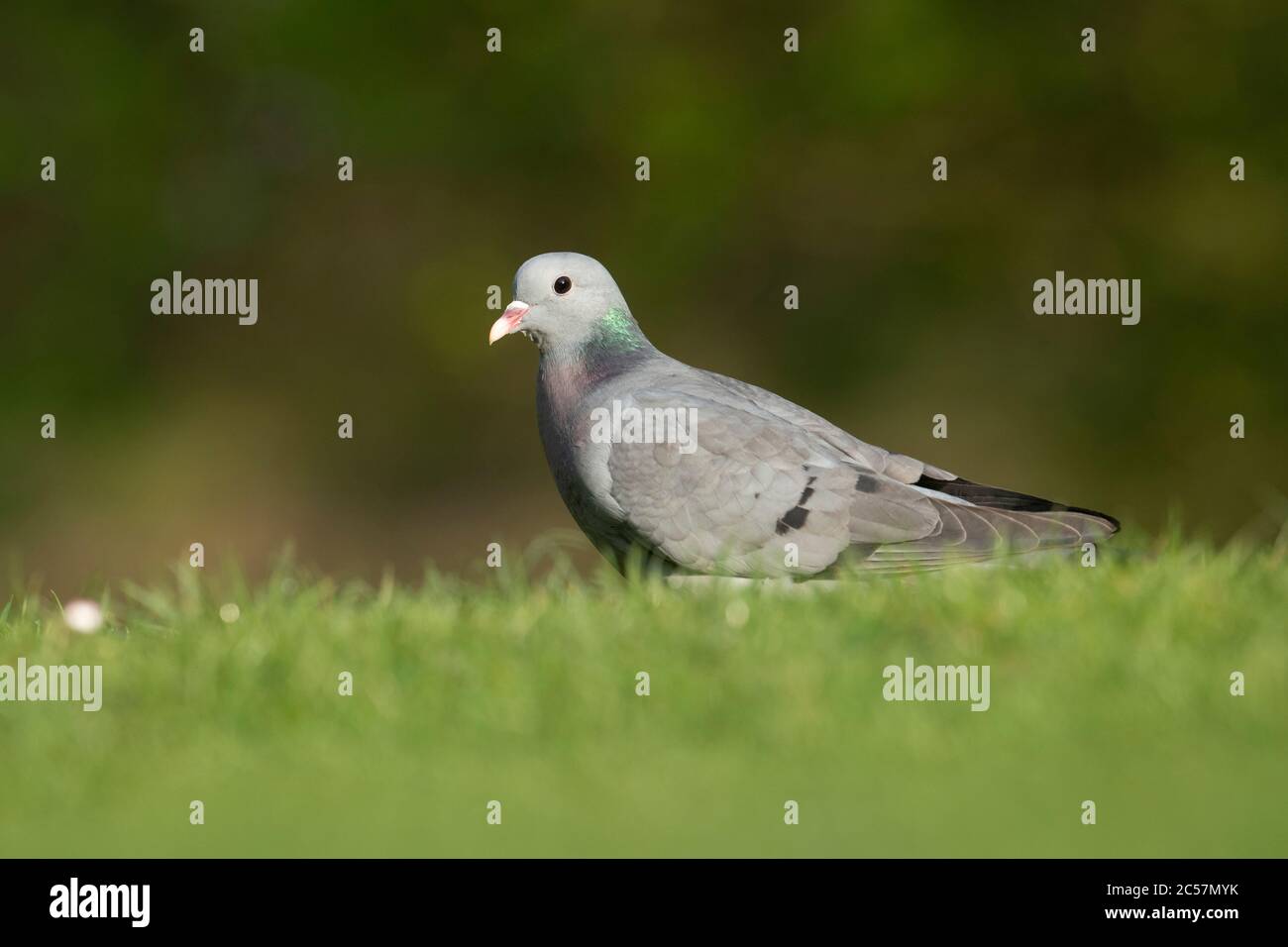 Ground foraging hi-res stock photography and images - Alamy
