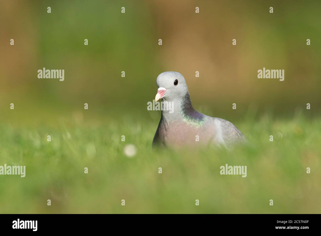 Stock dove uk hi-res stock photography and images - Alamy