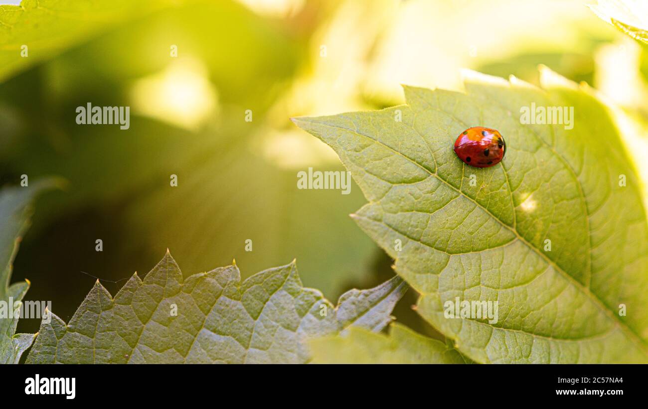 Red ladybug on leave in the forest Stock Photo - Alamy