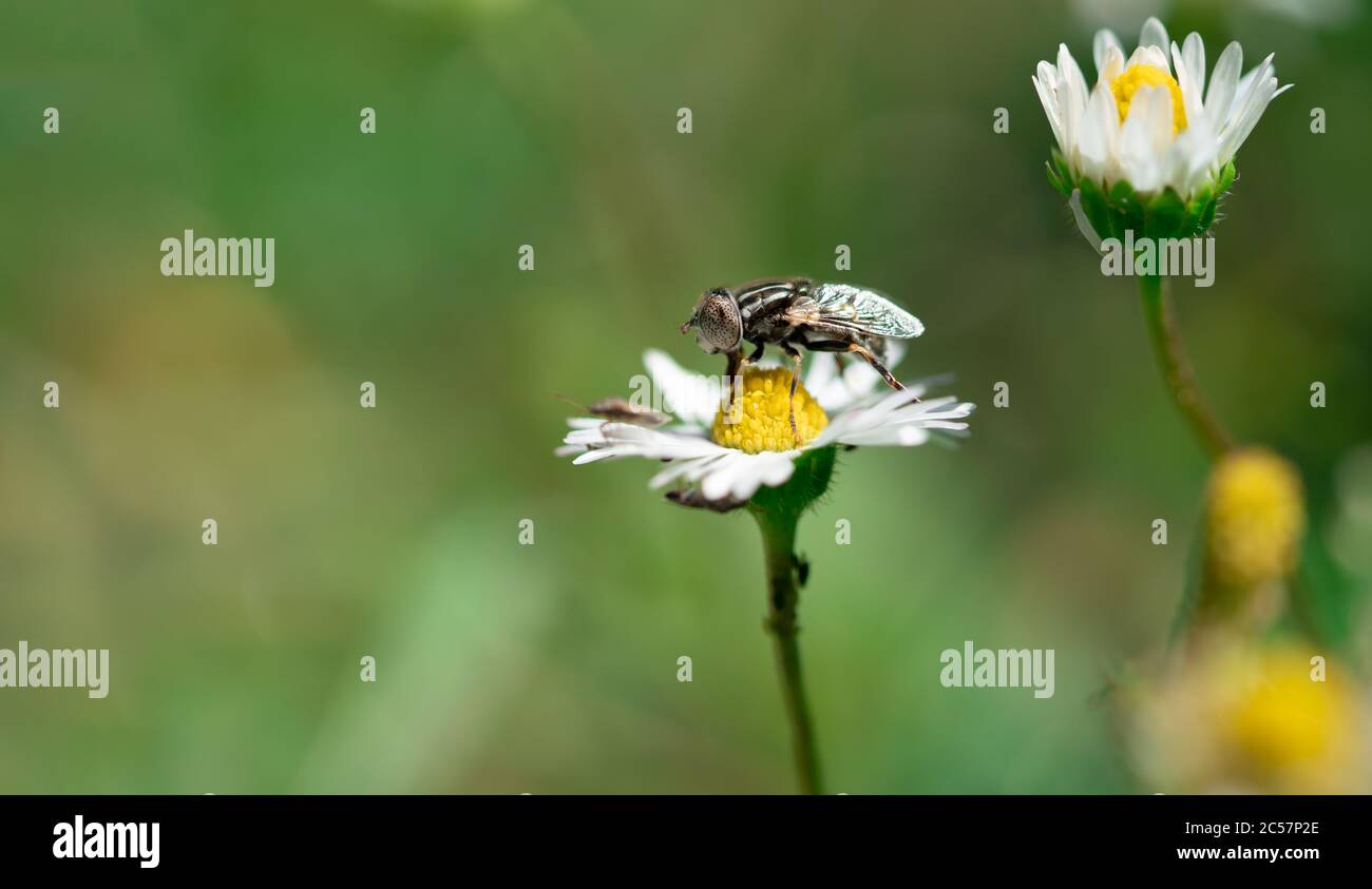 Flying insect taking off from a daisy flower in garden Stock Photo - Alamy