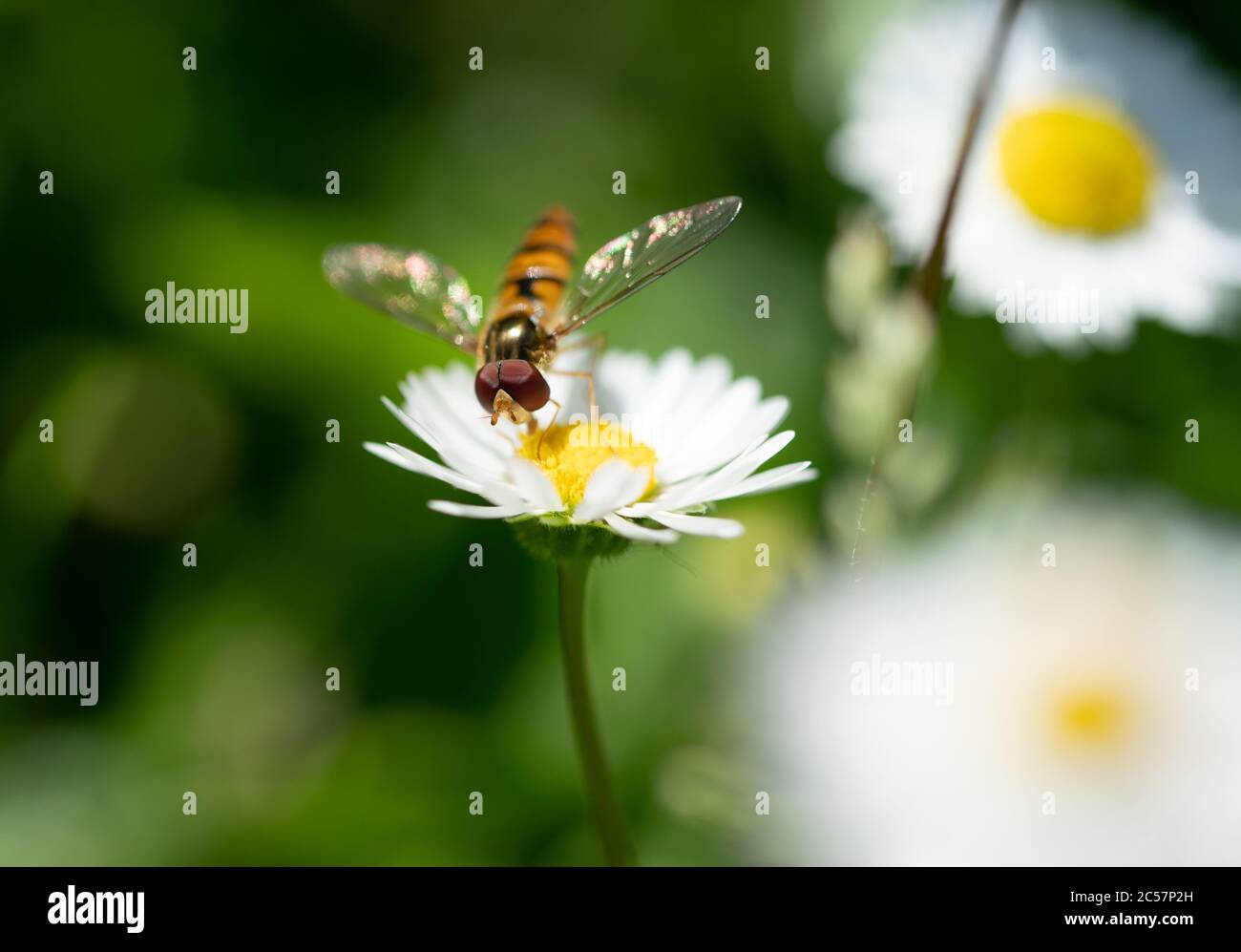 Insect collecting pollen from white daisy flower with sunset light ...