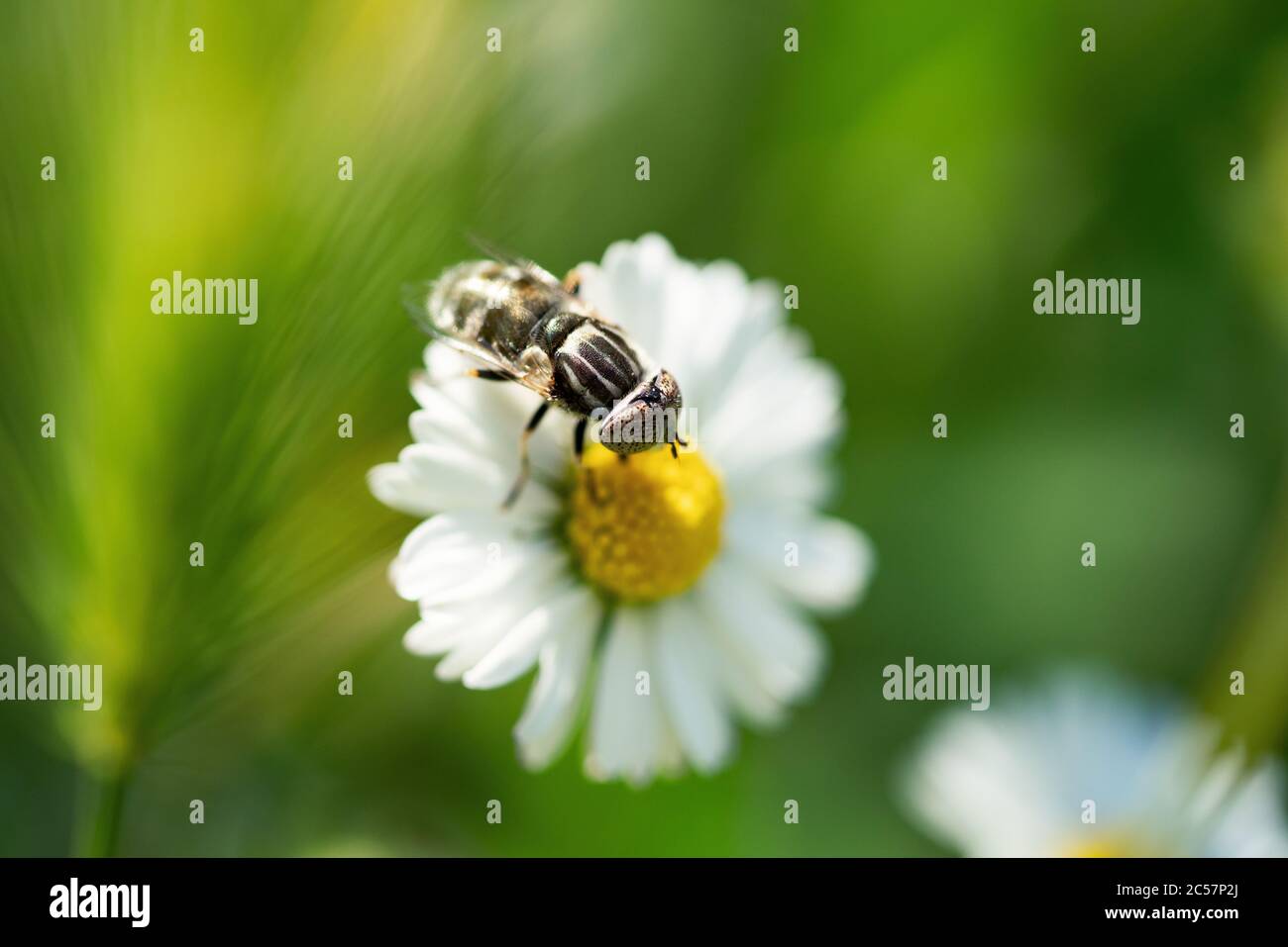 Flying insect taking off from a daisy flower in garden Stock Photo - Alamy