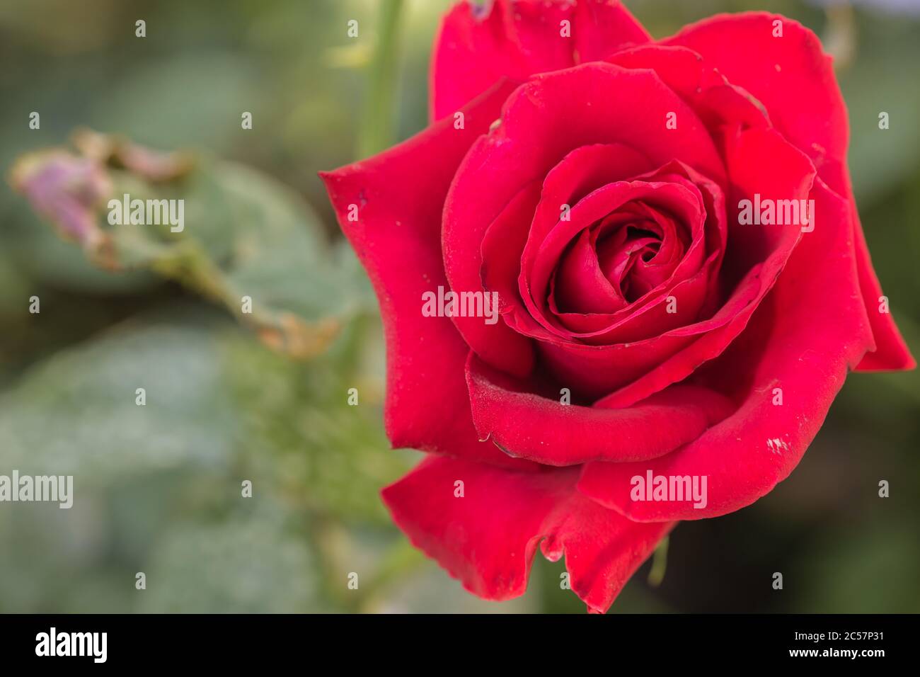 Close-up image of a rose. Fragile red Beauty Stock Photo - Alamy
