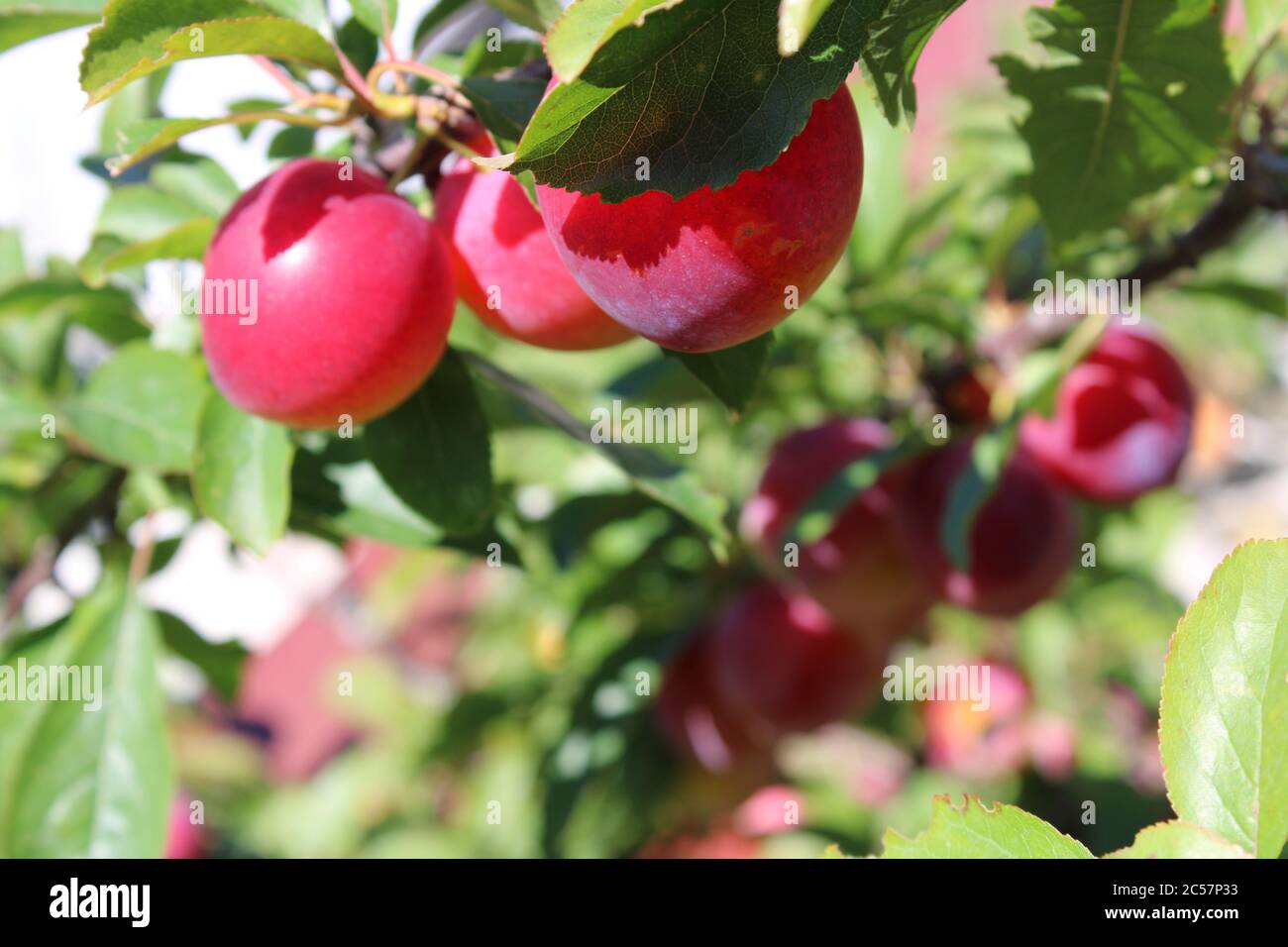 Common plum(Prunus domestica) fruit on plum tree in the garden Stock ...