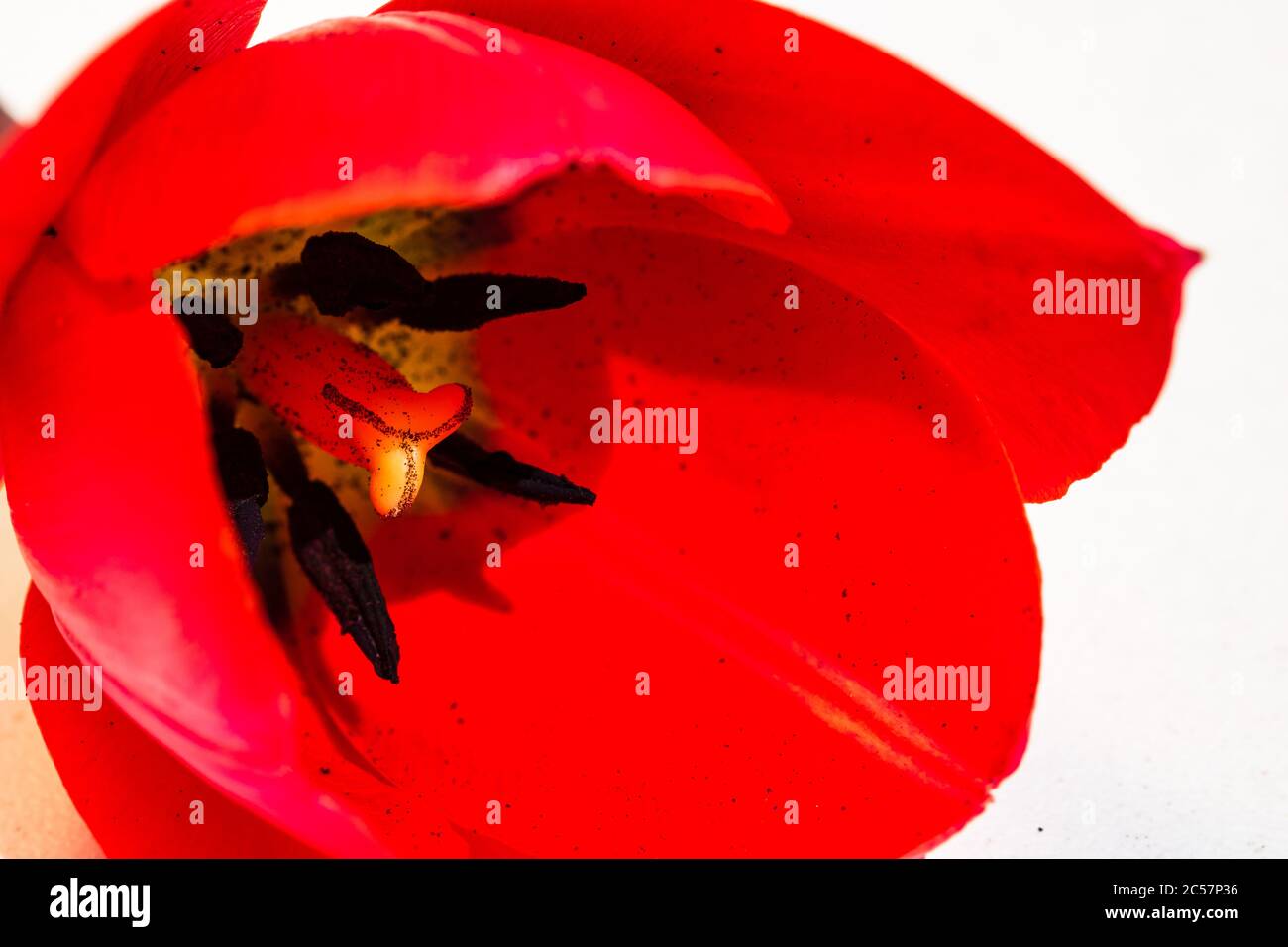 Macro shot of a red tulip isolated, tulip pistil close up. Details of a red tulip flower Stock ...