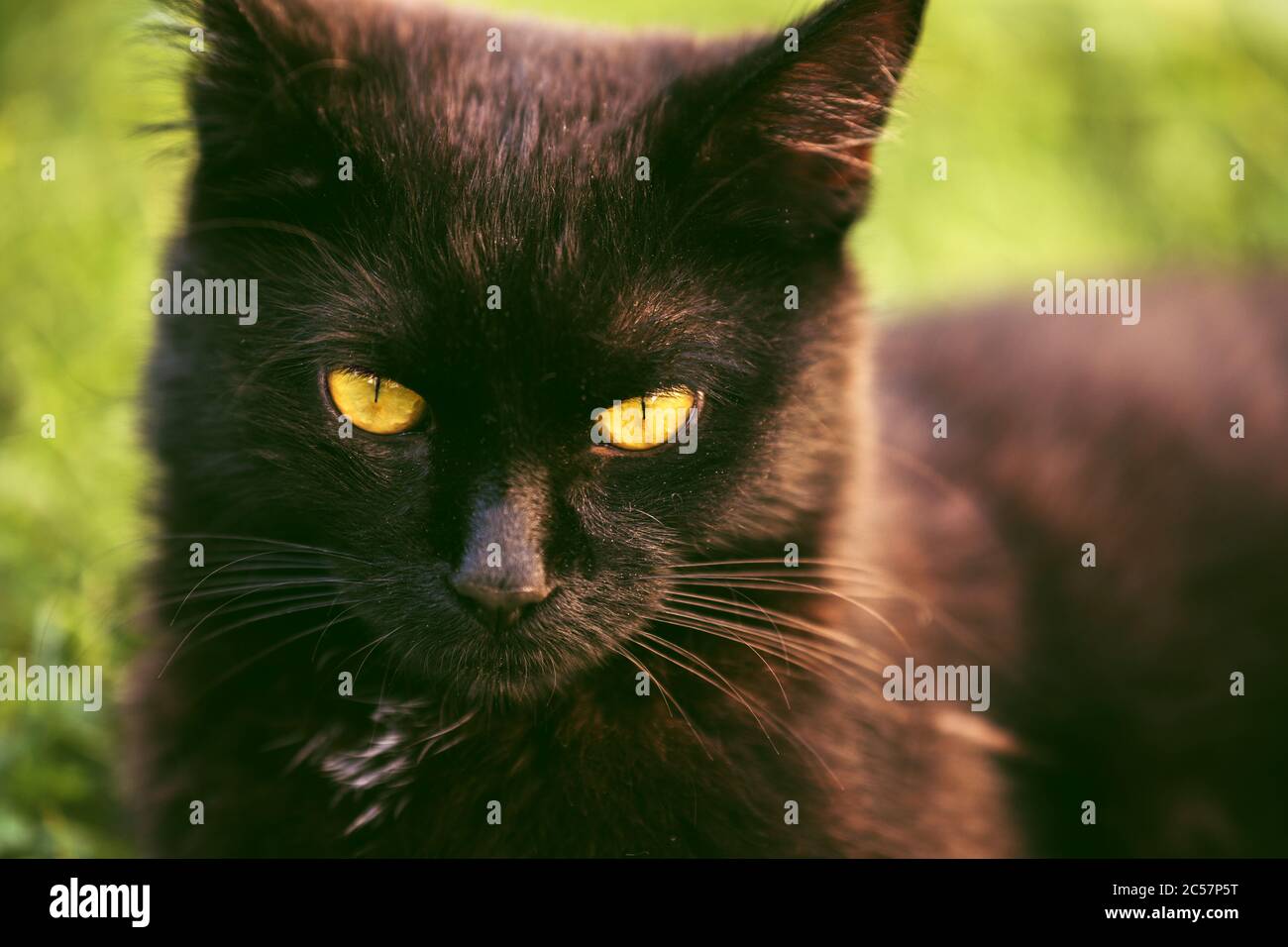 Eyes narrow pupil hi-res stock photography and images - Alamy