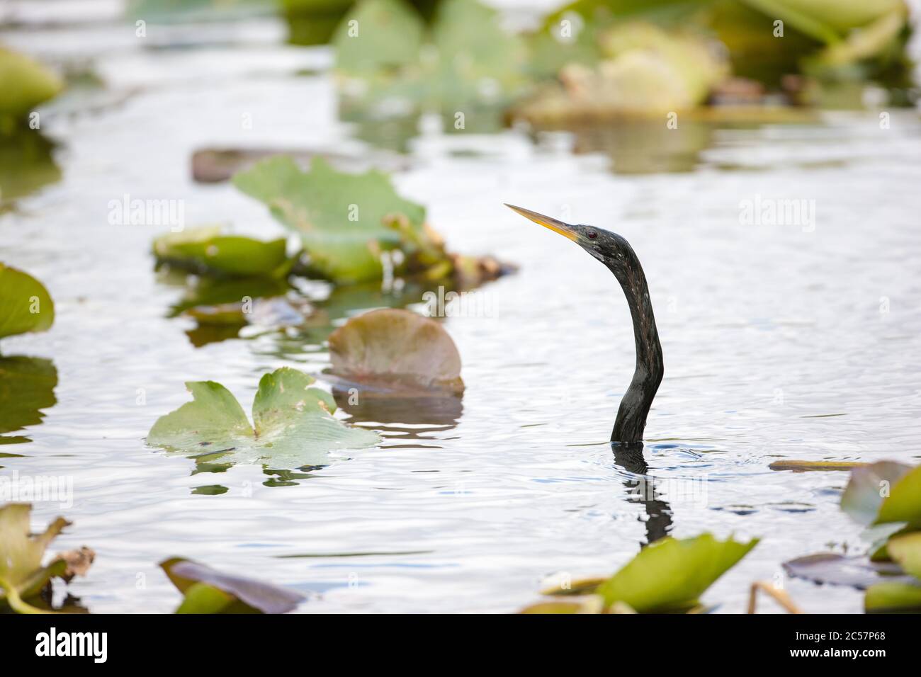 An anhinga with its snake like head rising above the water in the ...