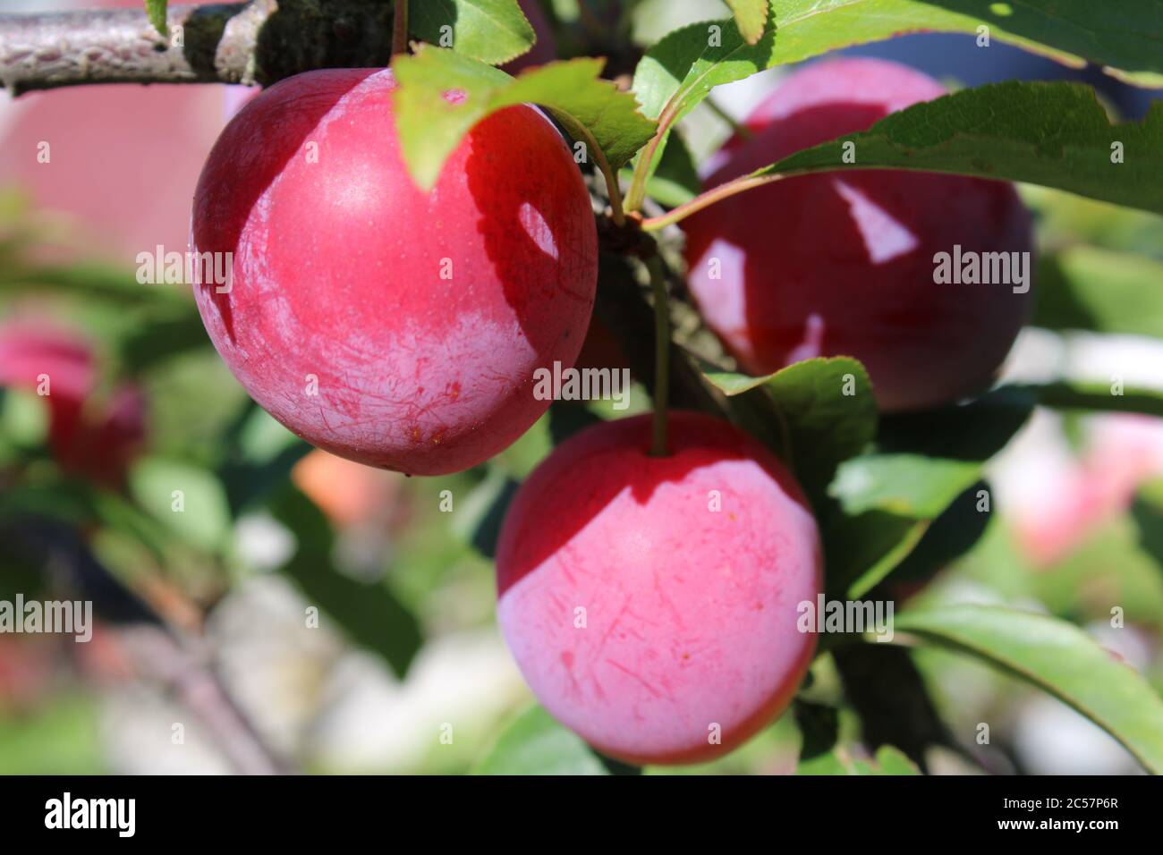 Prunus cerasifera autumn hi-res stock photography and images - Alamy