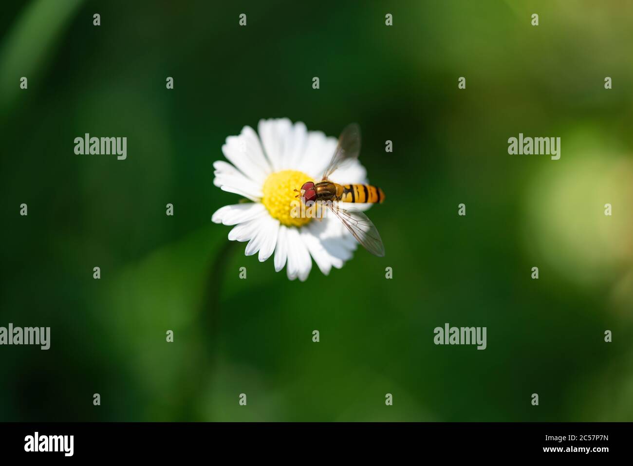 Flying insect taking off from a daisy flower in garden Stock Photo - Alamy
