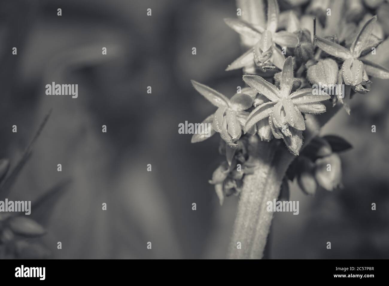 Beautiful male Cannabis (hemp) plant growing, Cape Town, South Africa ...
