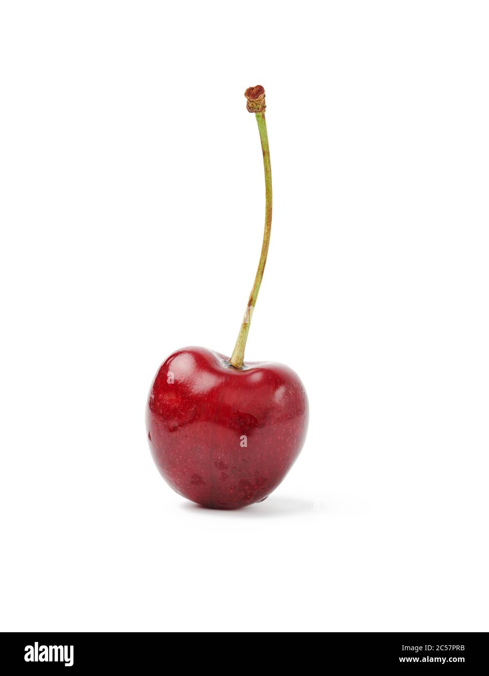 round red ripe sweet cherry on a stalk isolated on white background ...