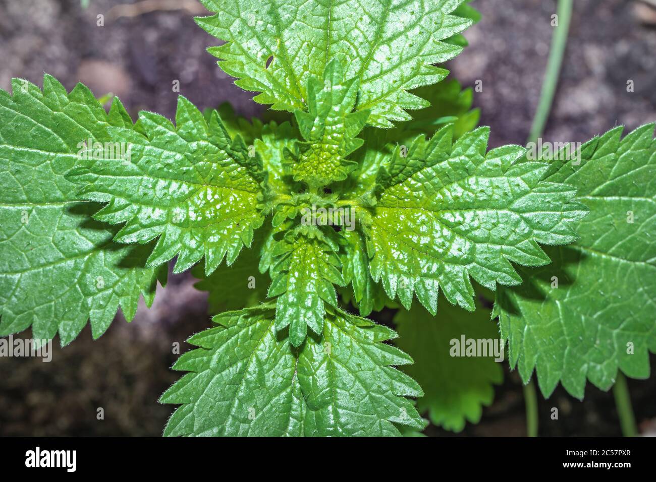 Beautiful green stinging nettle leaf (Urtica dioica) growing, Cape Town ...