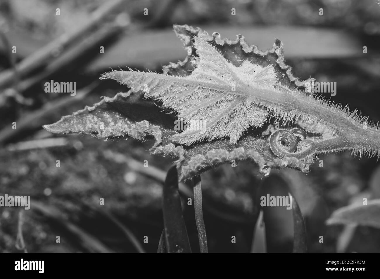 Beautiful green Butternut squash leaf (Cucurbita moschata) growing ...