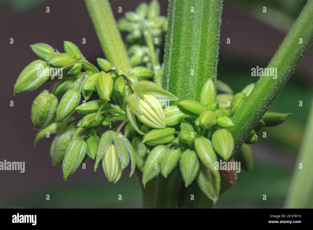 Beautiful male Cannabis (hemp) plant growing, Cape Town, South Africa ...