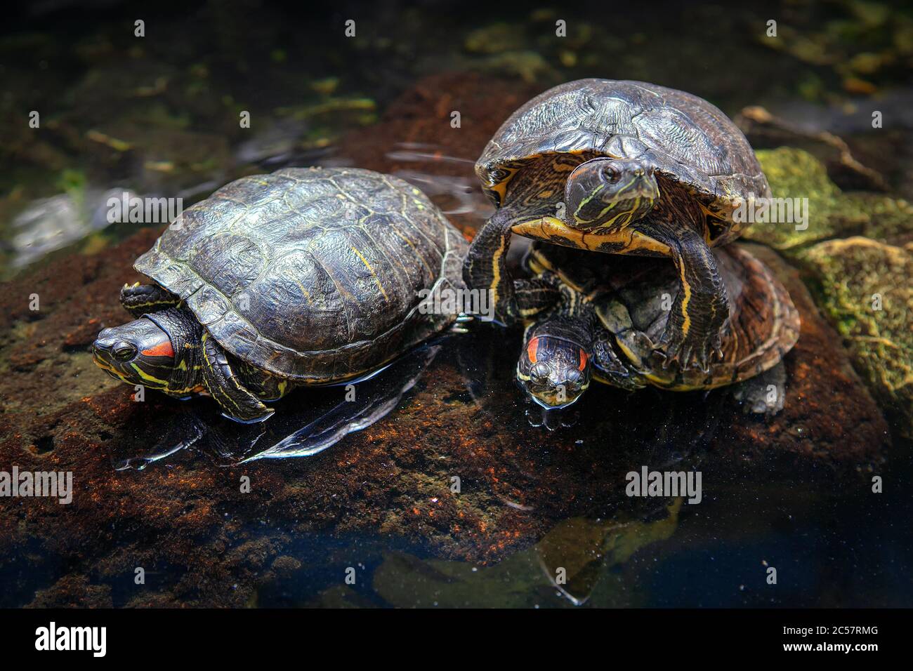Bog turtle hi-res stock photography and images - Alamy
