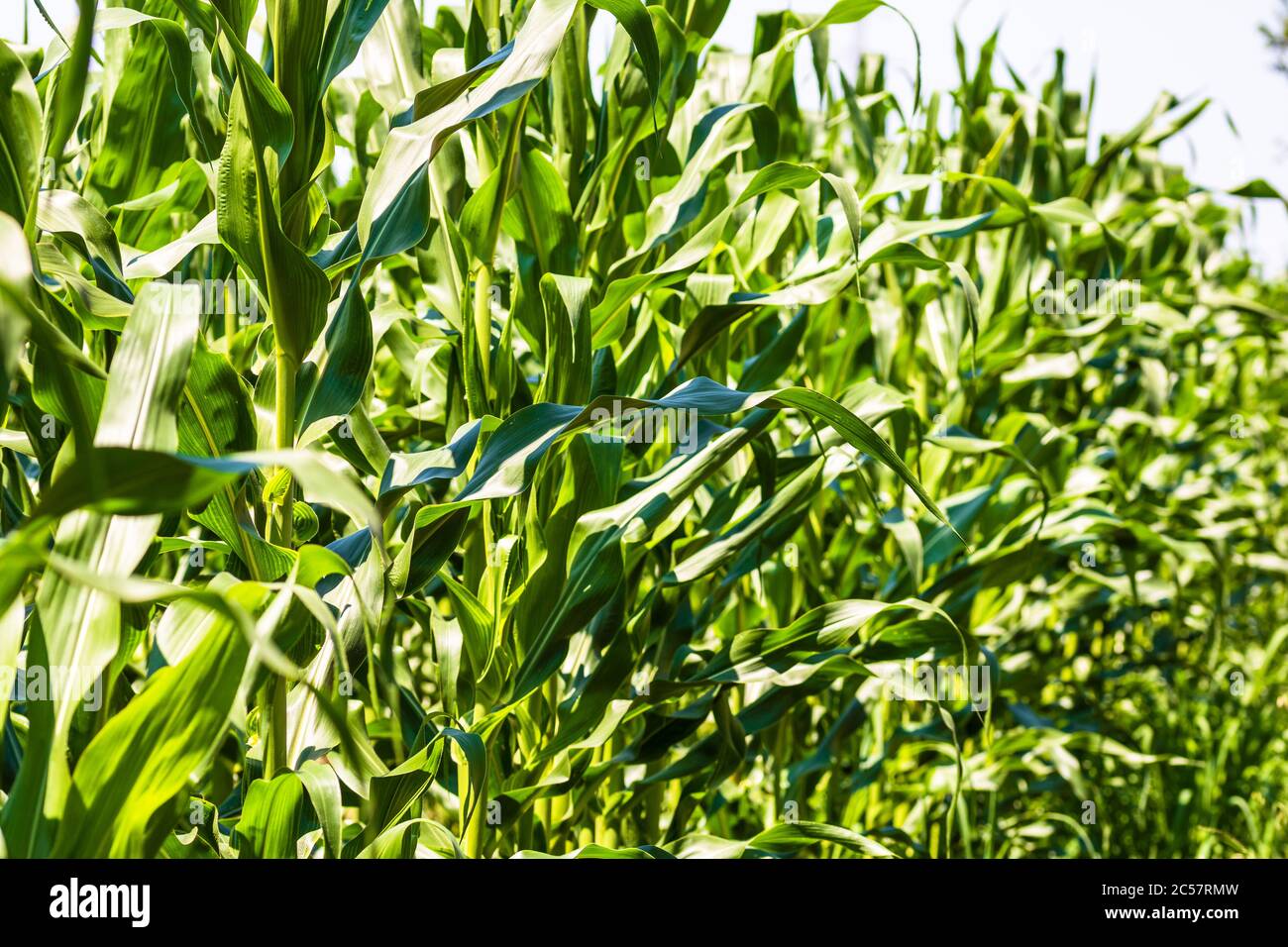 Sun lights over a green corn field growing, detail of green corn on ...