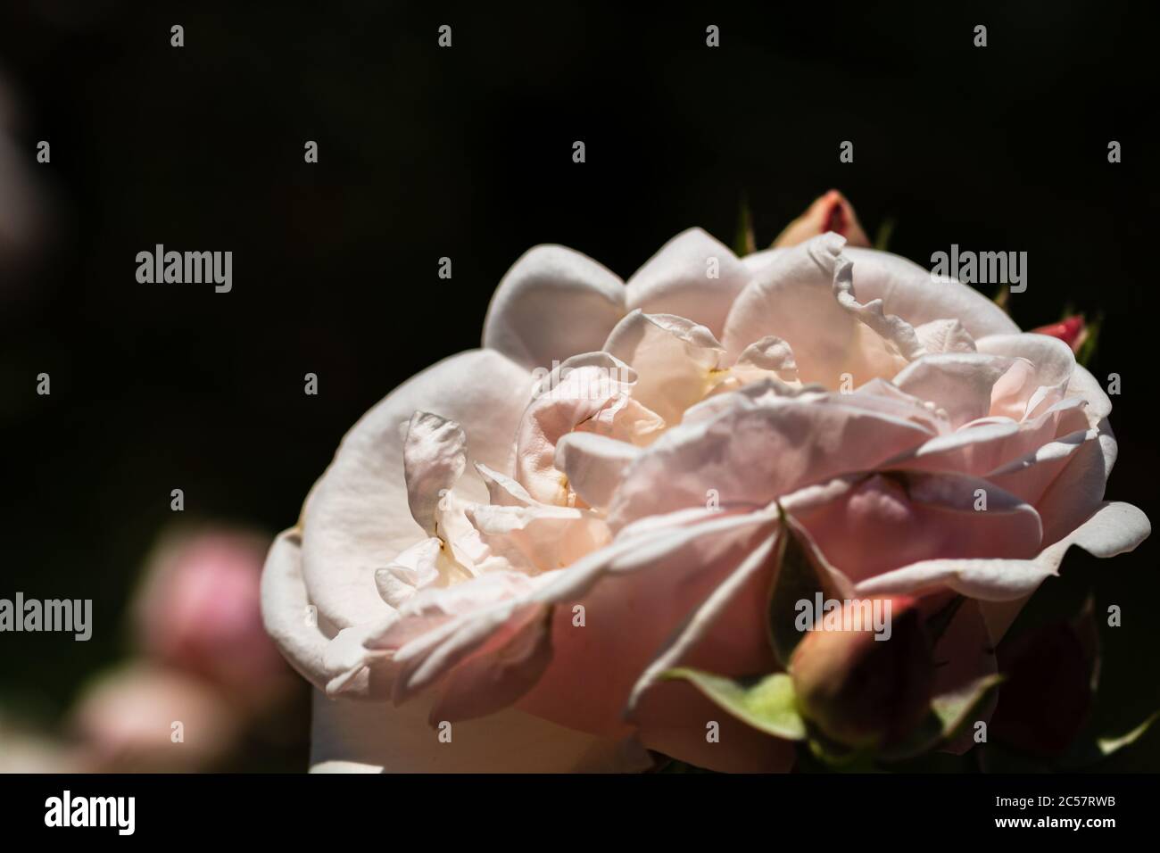 Beauty of almost withered pink rose, close up isolated Stock Photo - Alamy