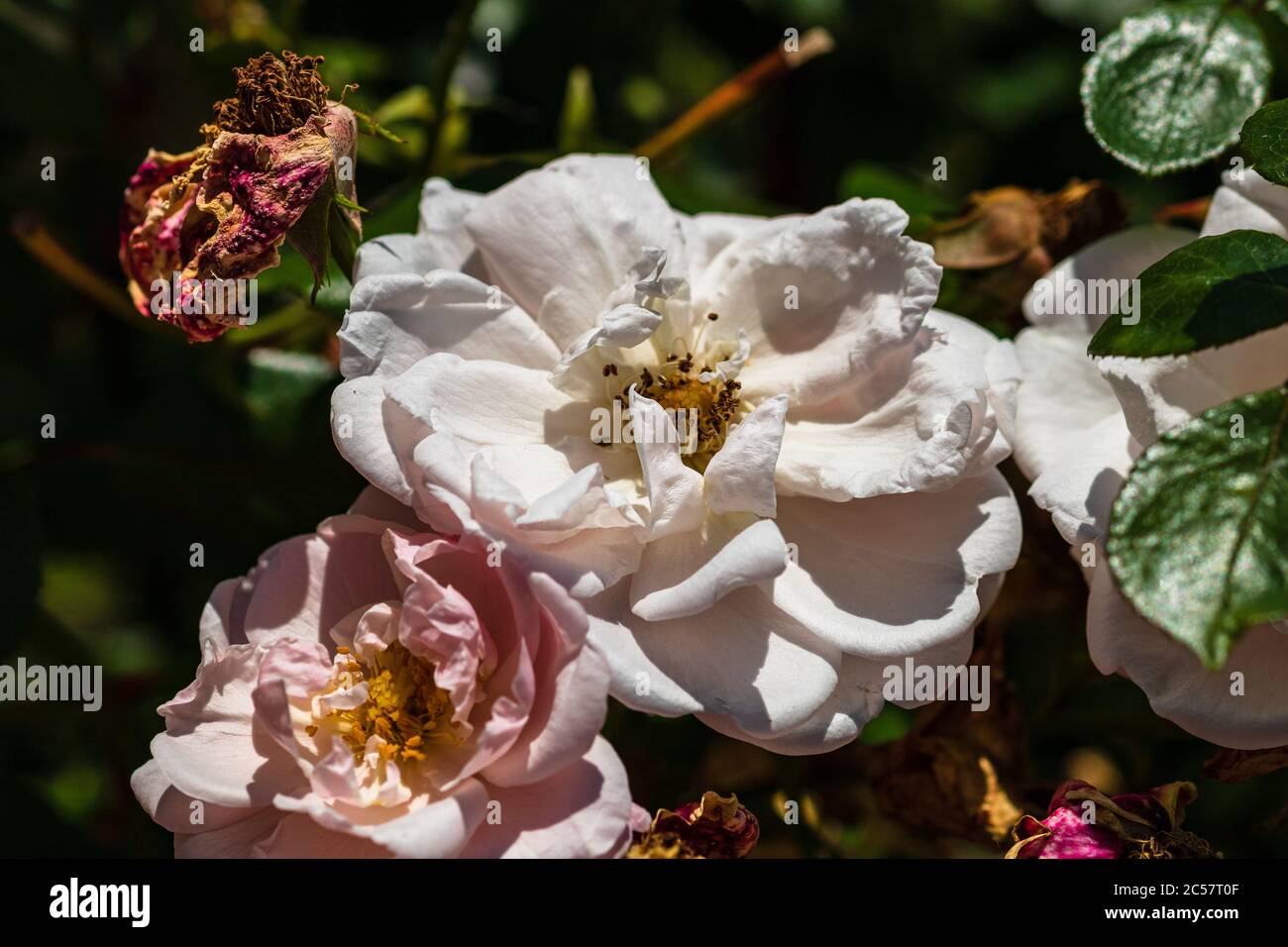 Beauty of almost withered pink rose, close up isolated Stock Photo - Alamy