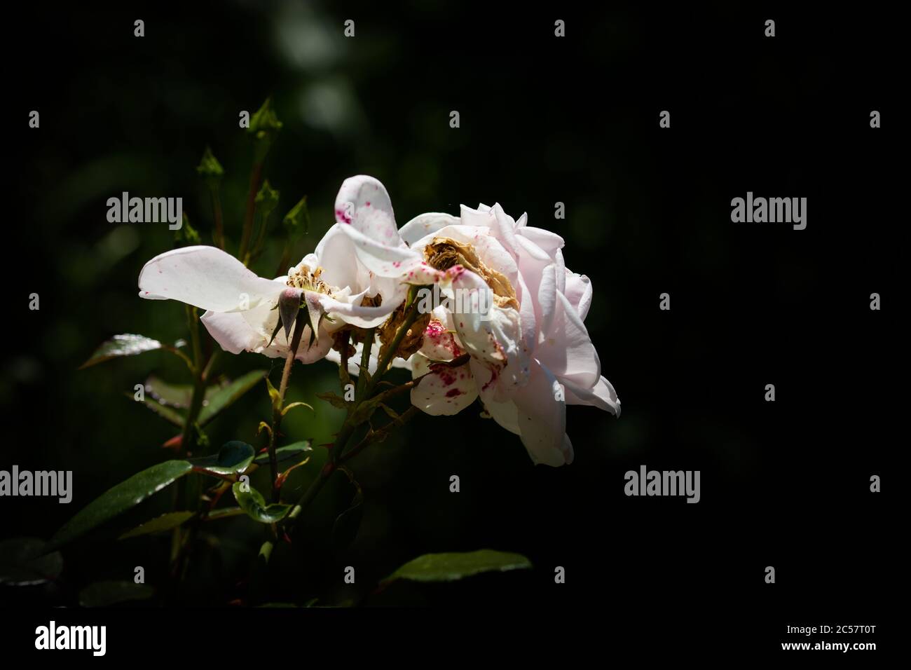 Beauty of almost withered pink rose, close up isolated Stock Photo - Alamy