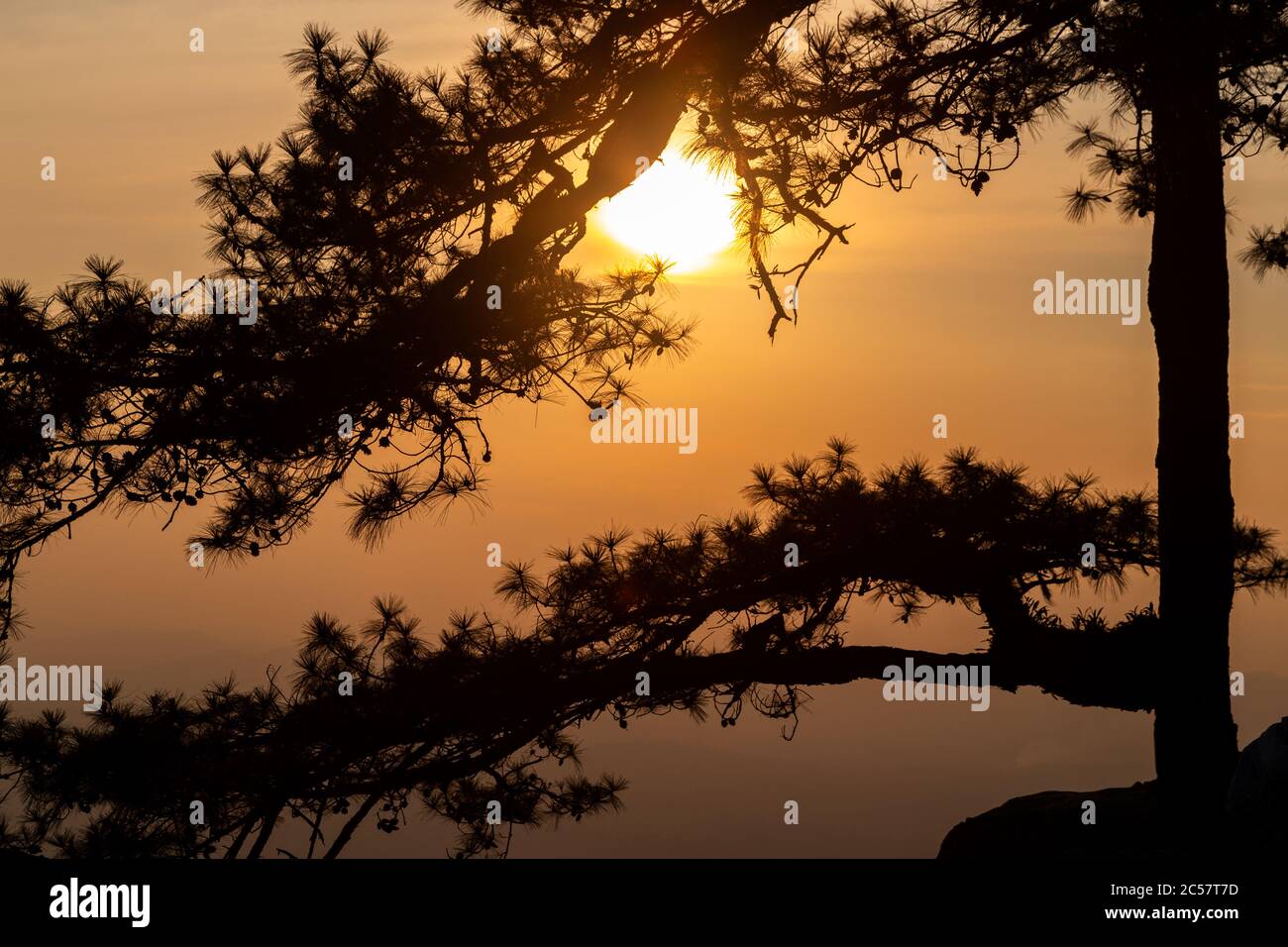 Silhouetted scene of long branches of pine tree on rock cliff with ...