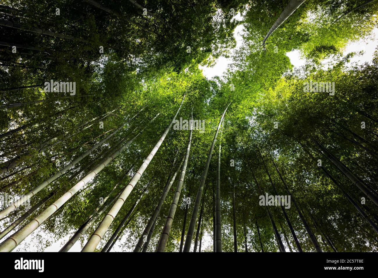 Japan, Honshu island, Kanto, Kamakura, a bamboo forest Stock Photo - Alamy