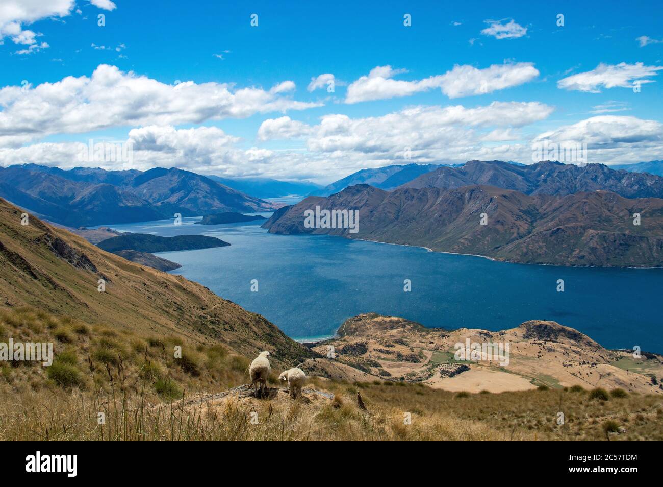 Sheep viewing Lake Wanaka from Roys Peak Stock Photo - Alamy