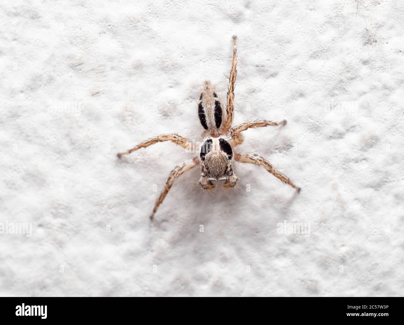 Macro Photography of Five Legs Jumping Spider on White Wall Stock Photo ...